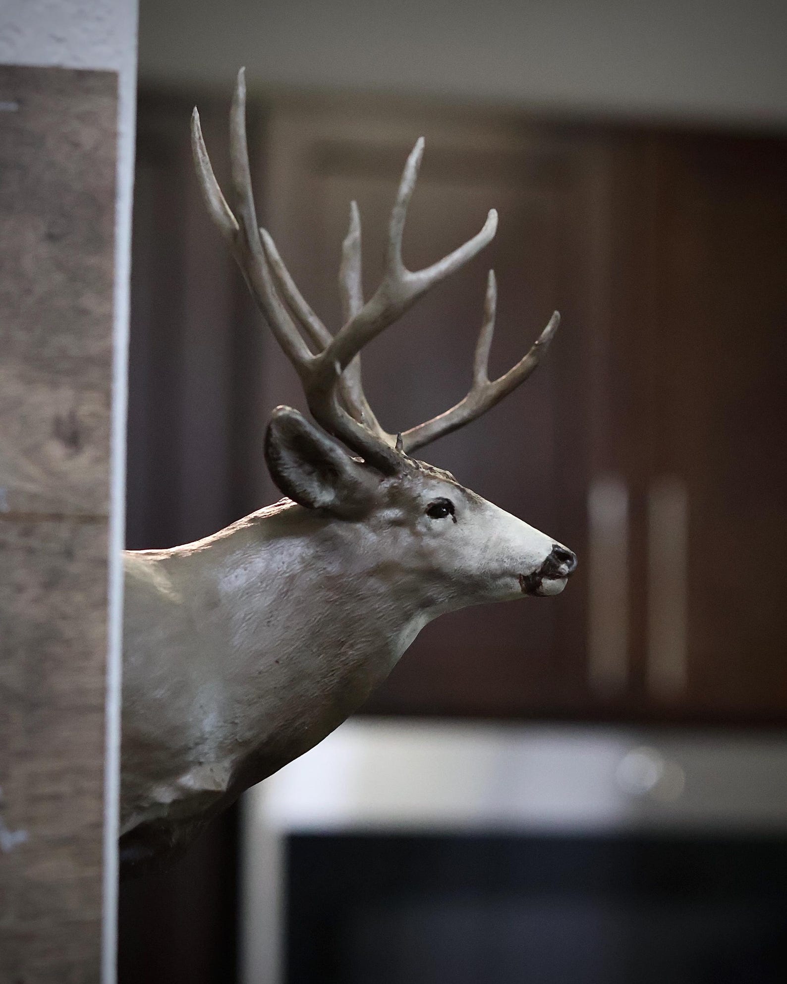 MONSTER Muley Buck Miniature Shoulder Mount - Etsy