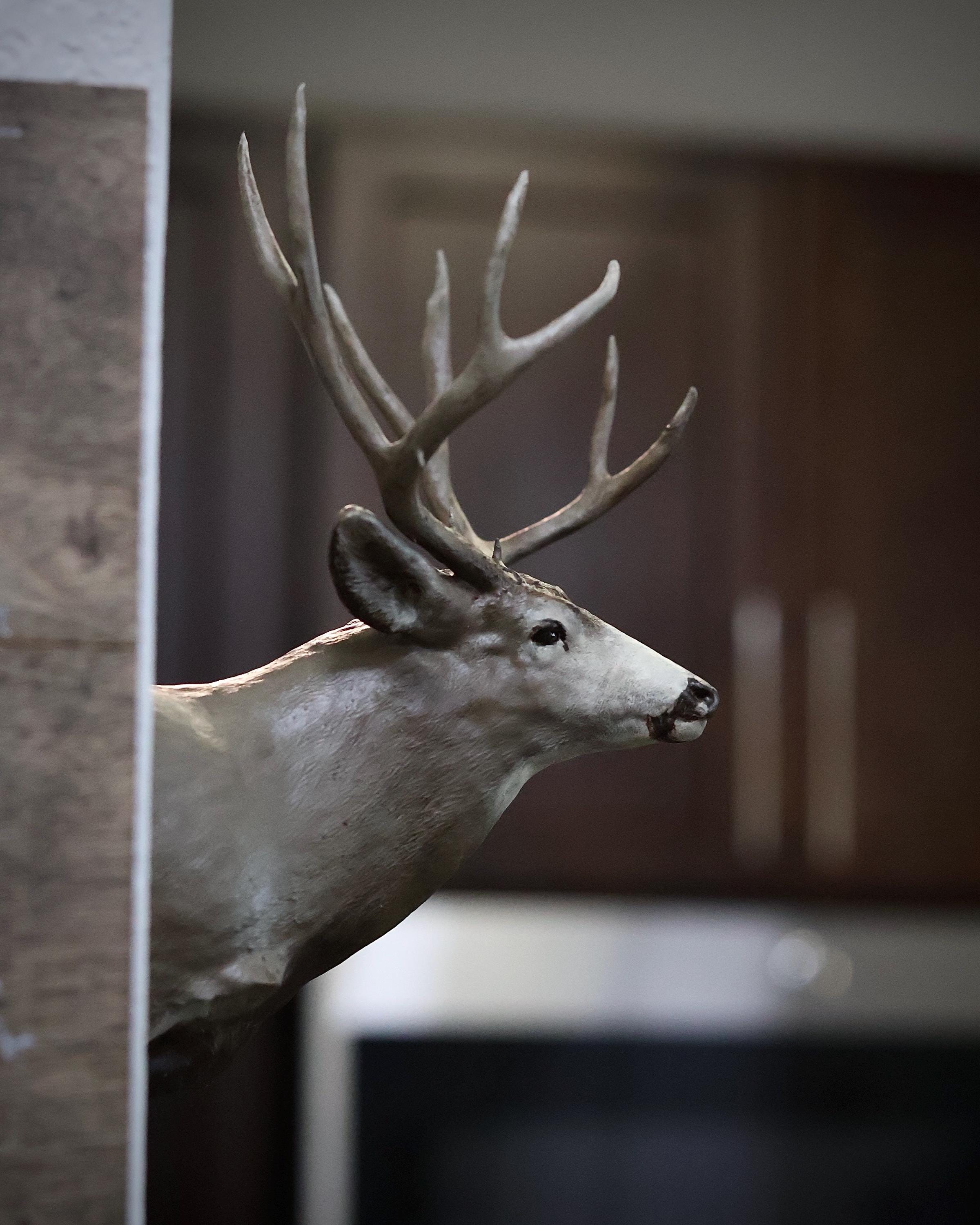 MONSTER Muley Buck Miniature Shoulder Mount - Etsy