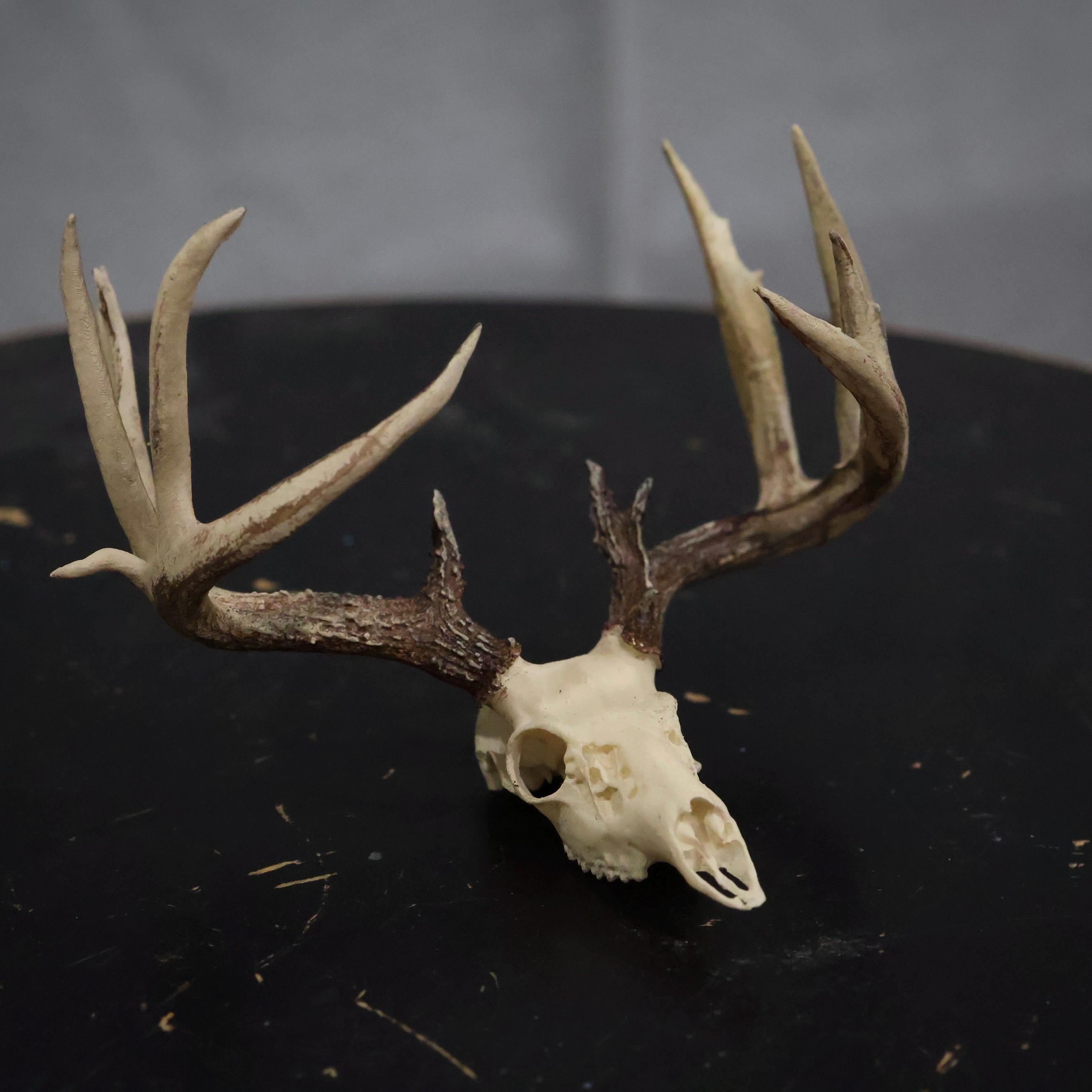 Miniature and Highly Realistic GIANT Whitetail Buck Skull - Etsy