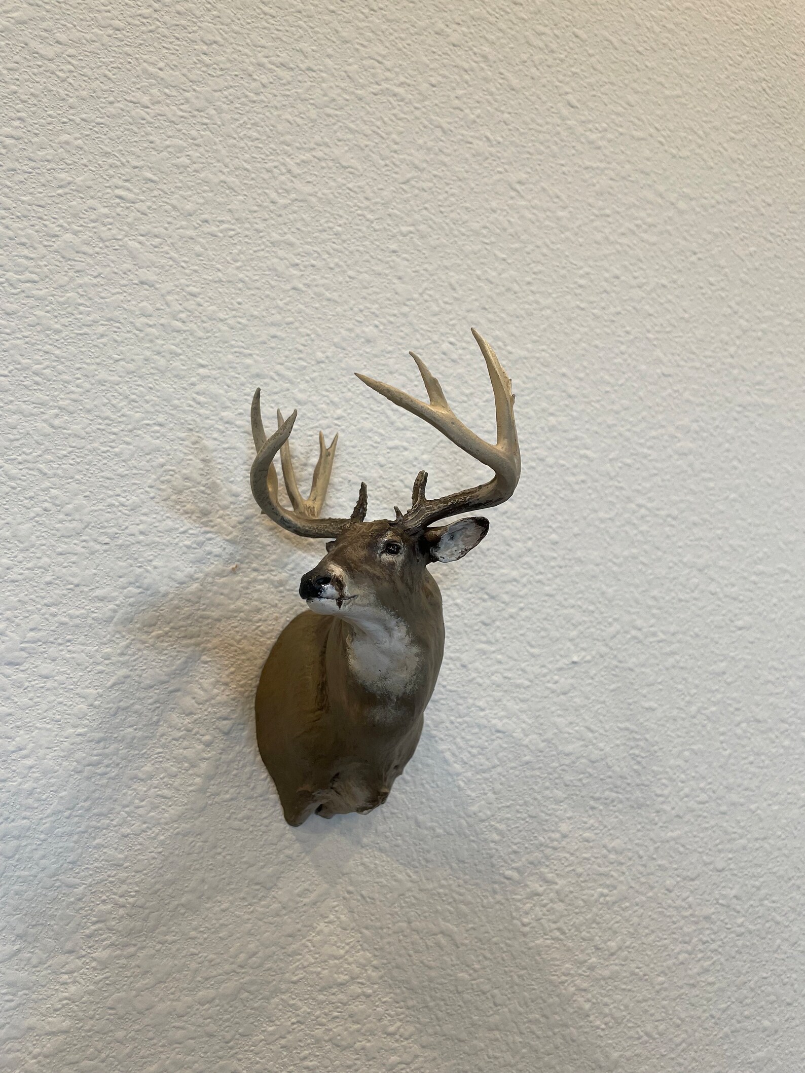 Miniature GIANT 14 Point Whitetail Buck Shoulder Mount - Etsy