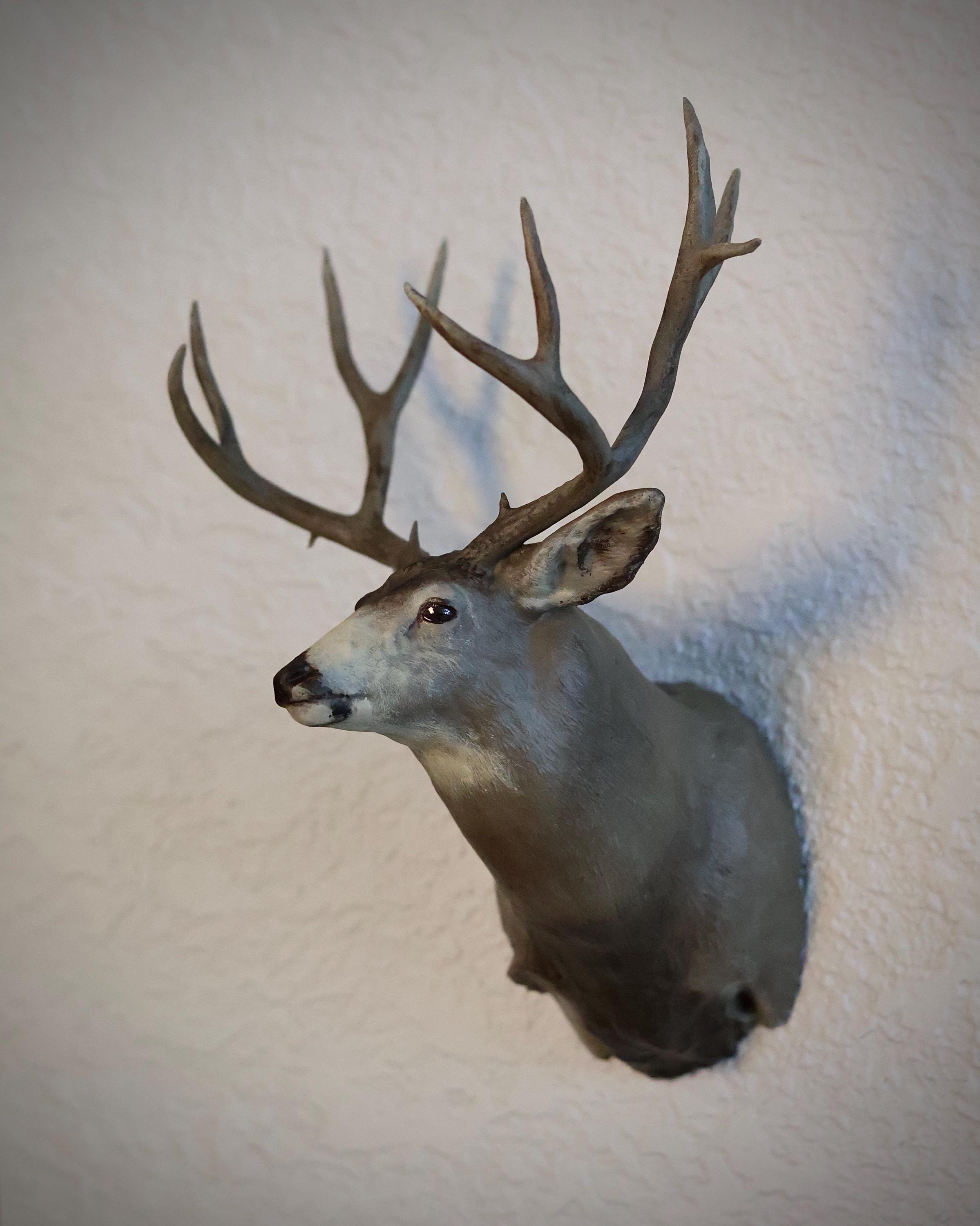 MONSTER Muley Buck Miniature Shoulder Mount - Etsy
