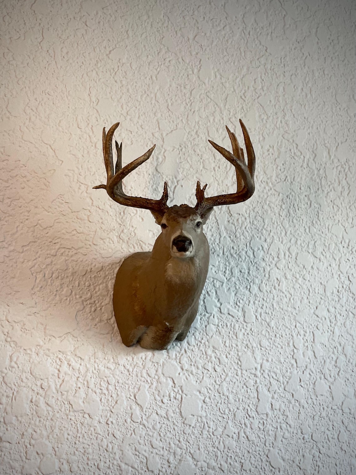 Miniature GIANT 14 Point Whitetail Buck Shoulder Mount - Etsy