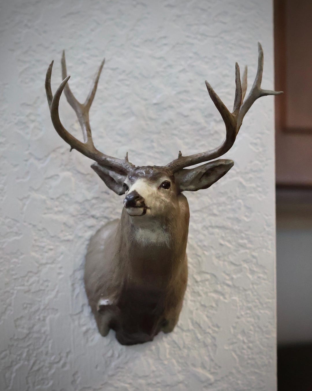 MONSTER Muley Buck Miniature Shoulder Mount - Etsy