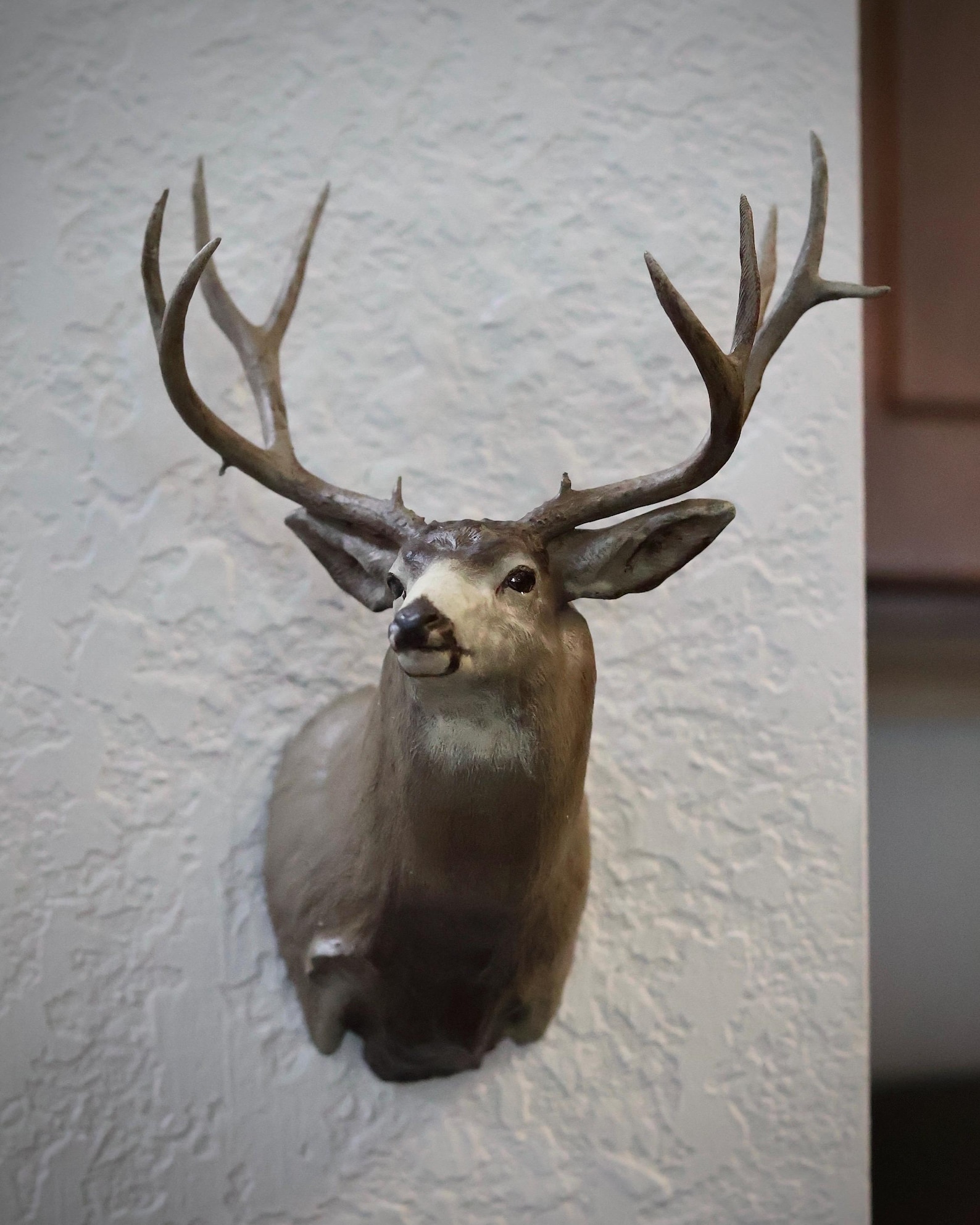 MONSTER Muley Buck Miniature Shoulder Mount - Etsy