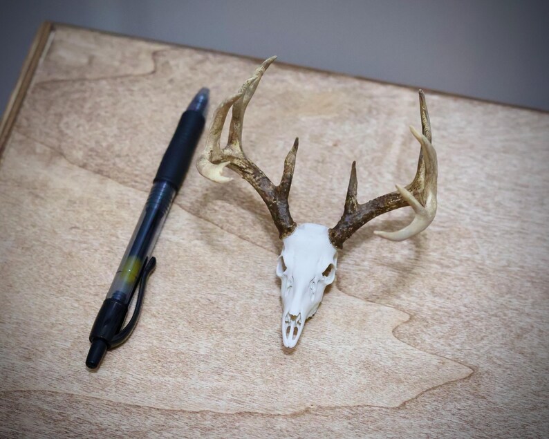 Miniature Typical Whitetail Dream Buck Skull - Etsy