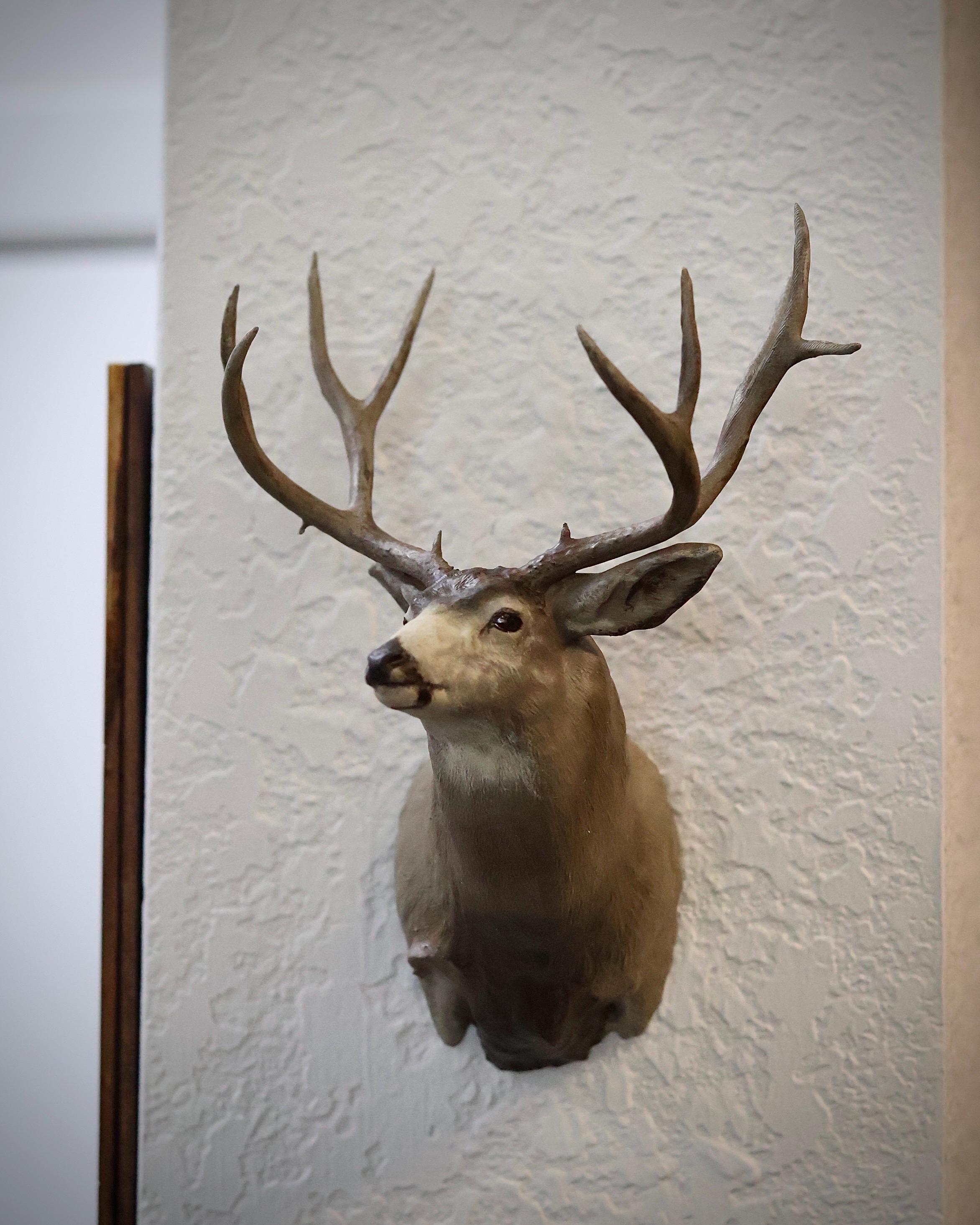 MONSTER Muley Buck Miniature Shoulder Mount - Etsy