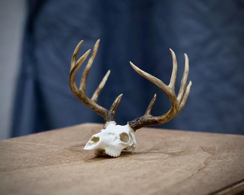 Miniature, Gorgeous and Highly Realistic 10 Point Whitetail Buck Skull ...