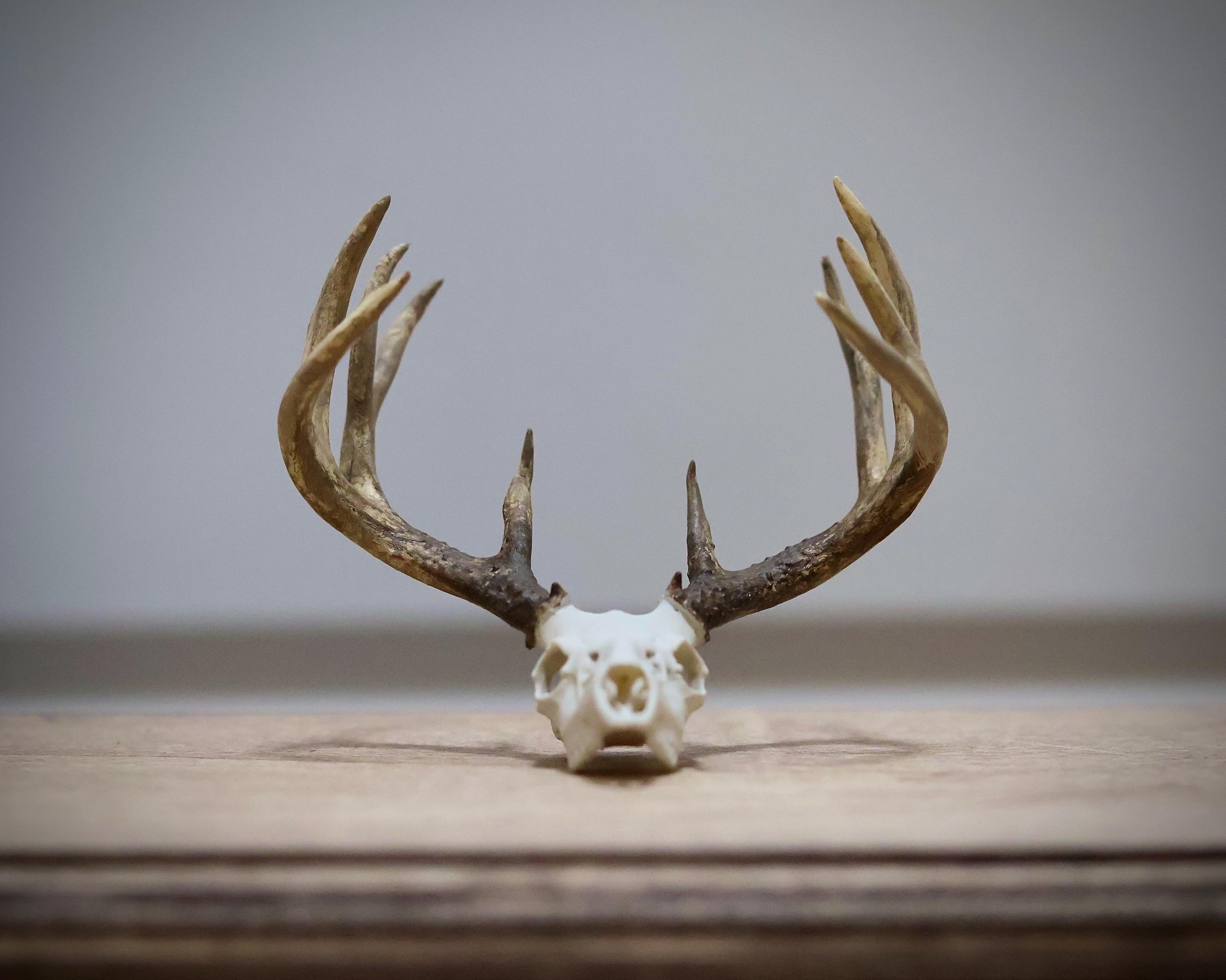 Miniature Typical Whitetail Dream Buck Skull - Etsy