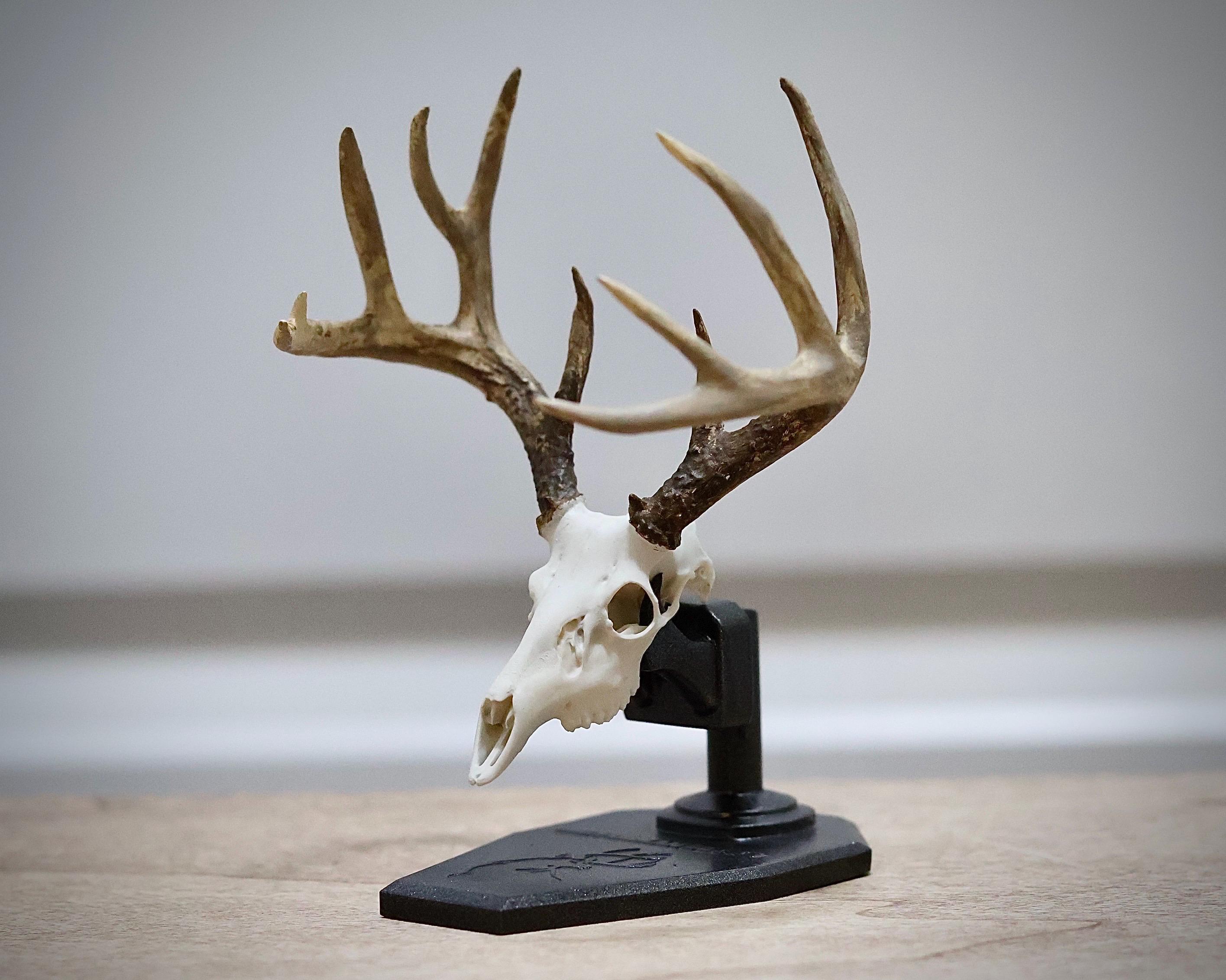 Miniature Typical Whitetail Dream Buck Skull - Etsy