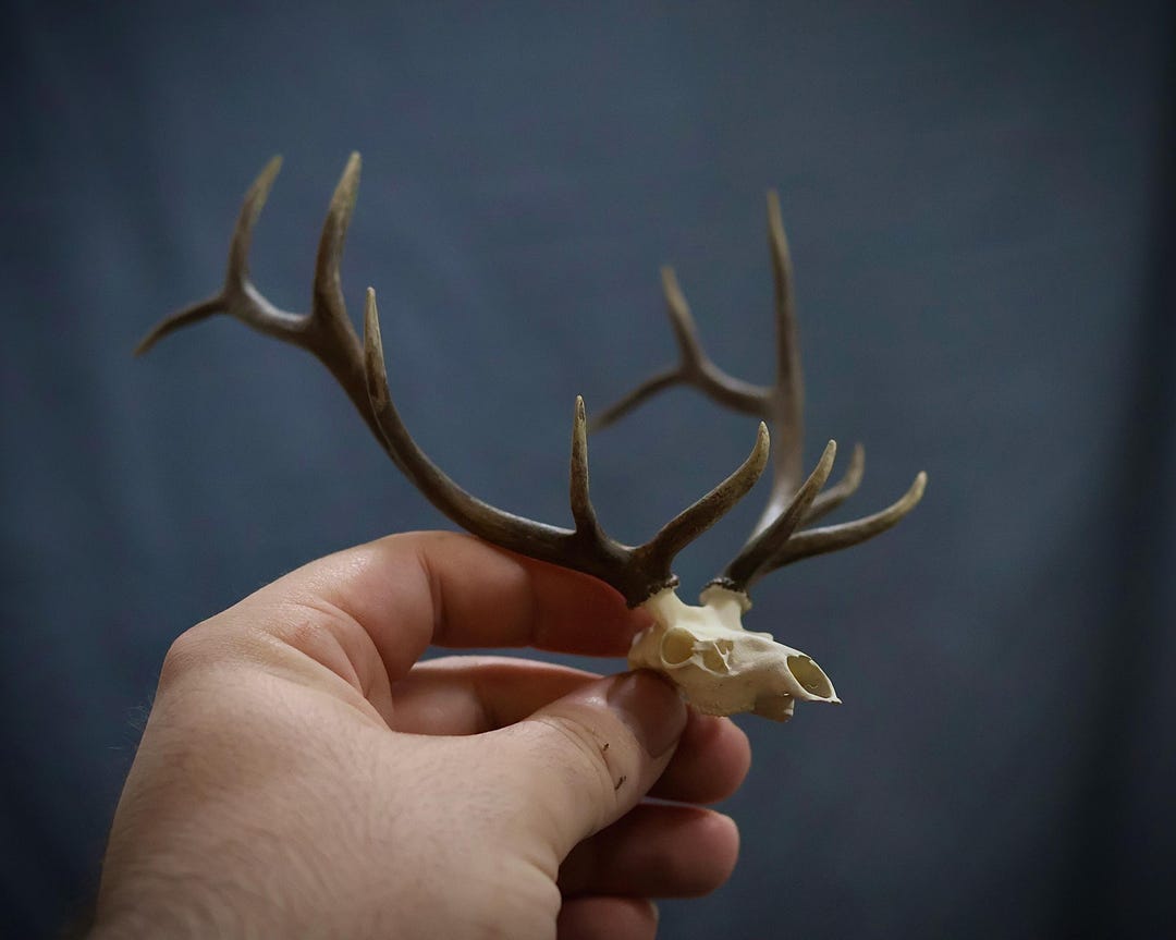 Miniature and Highly Realistic GIANT Bull Elk Skull - Etsy