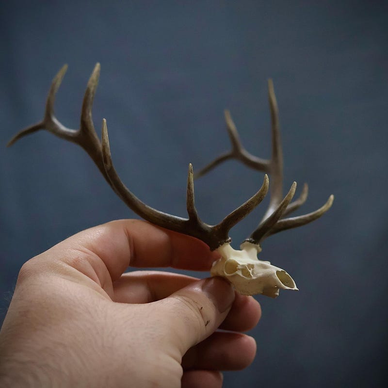 Moose Skull - Etsy