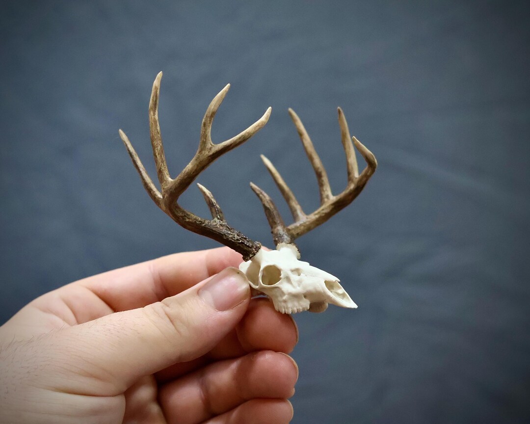 Miniature, Gorgeous and Highly Realistic 10 Point Whitetail Buck Skull ...