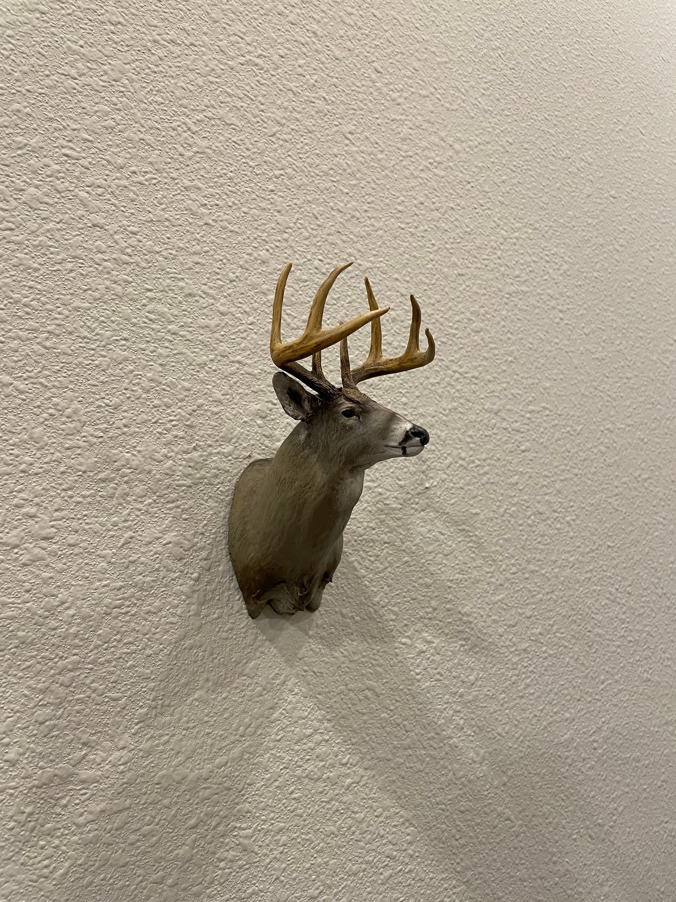 Miniature Stud 8 Point Whitetail Buck Shoulder Mount - Etsy
