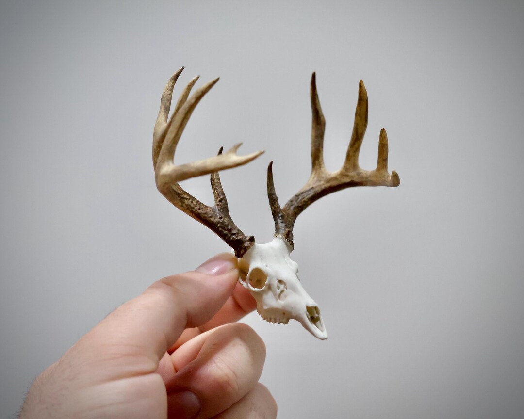 Miniature Typical Whitetail Dream Buck Skull - Etsy
