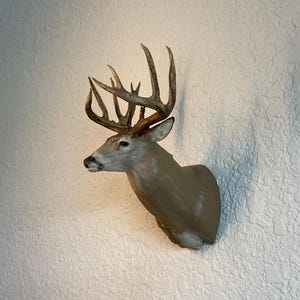 Miniature GIANT 14 Point Whitetail Buck Shoulder Mount - Etsy