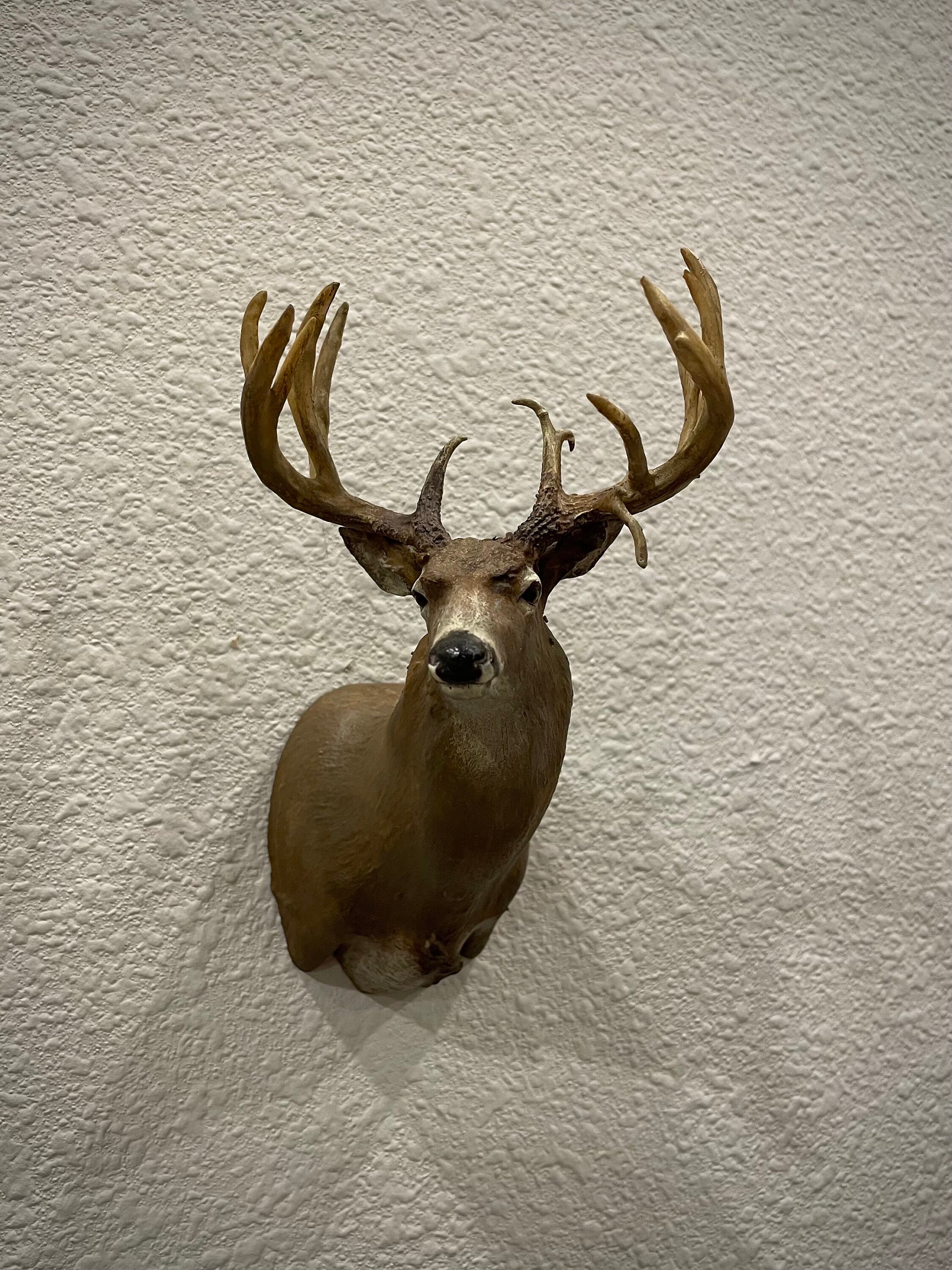 Miniature, Monarch Whitetail Buck Shoulder Mount - Etsy