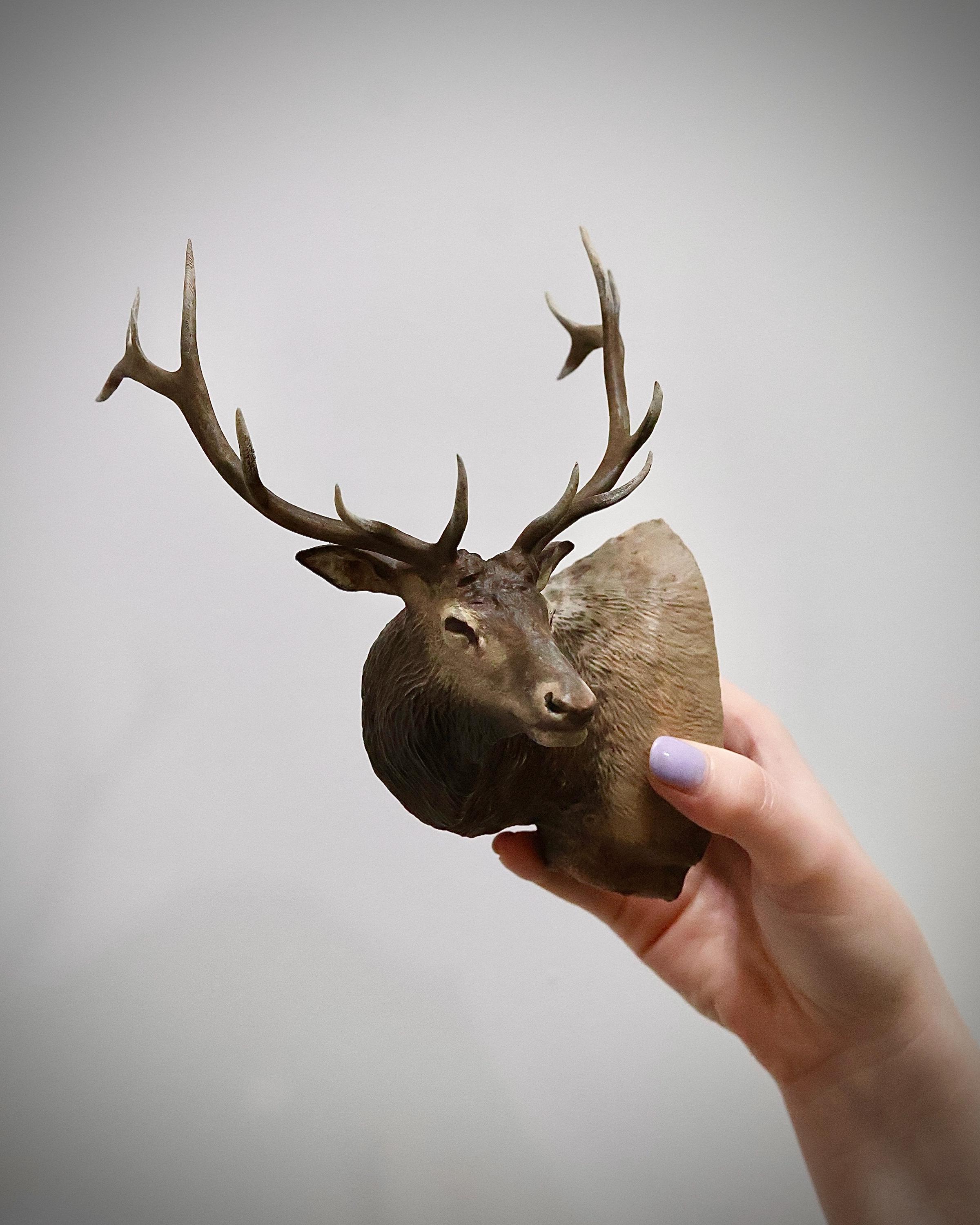 Magestic Bull Elk Miniature Shoulder Mount - Etsy