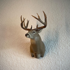 Miniature GIANT 14 Point Whitetail Buck Shoulder Mount - Etsy