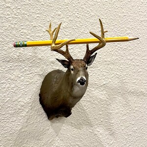 Mini Whitetail Buck Shoulder Mount #1 - Etsy