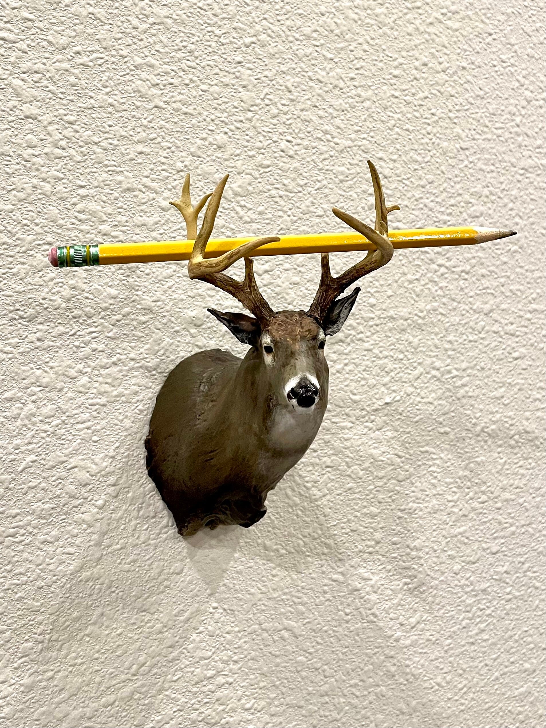 Mini Whitetail Buck Shoulder Mount #1 - Etsy