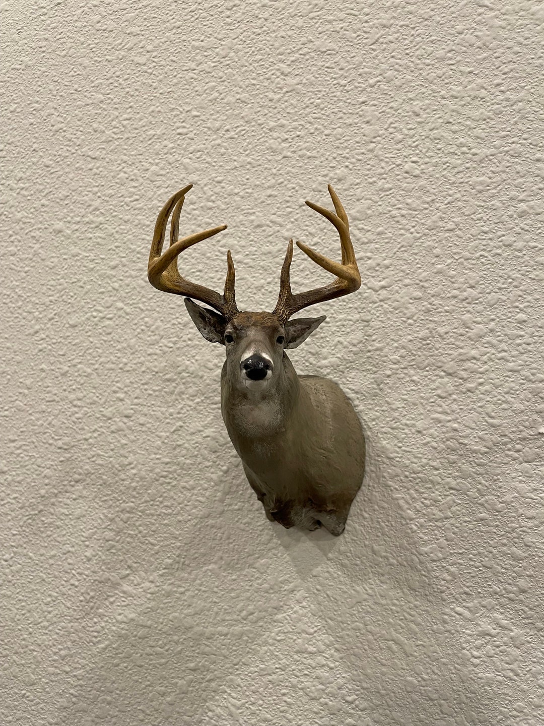 Miniature Stud 8 Point Whitetail Buck Shoulder Mount - Etsy