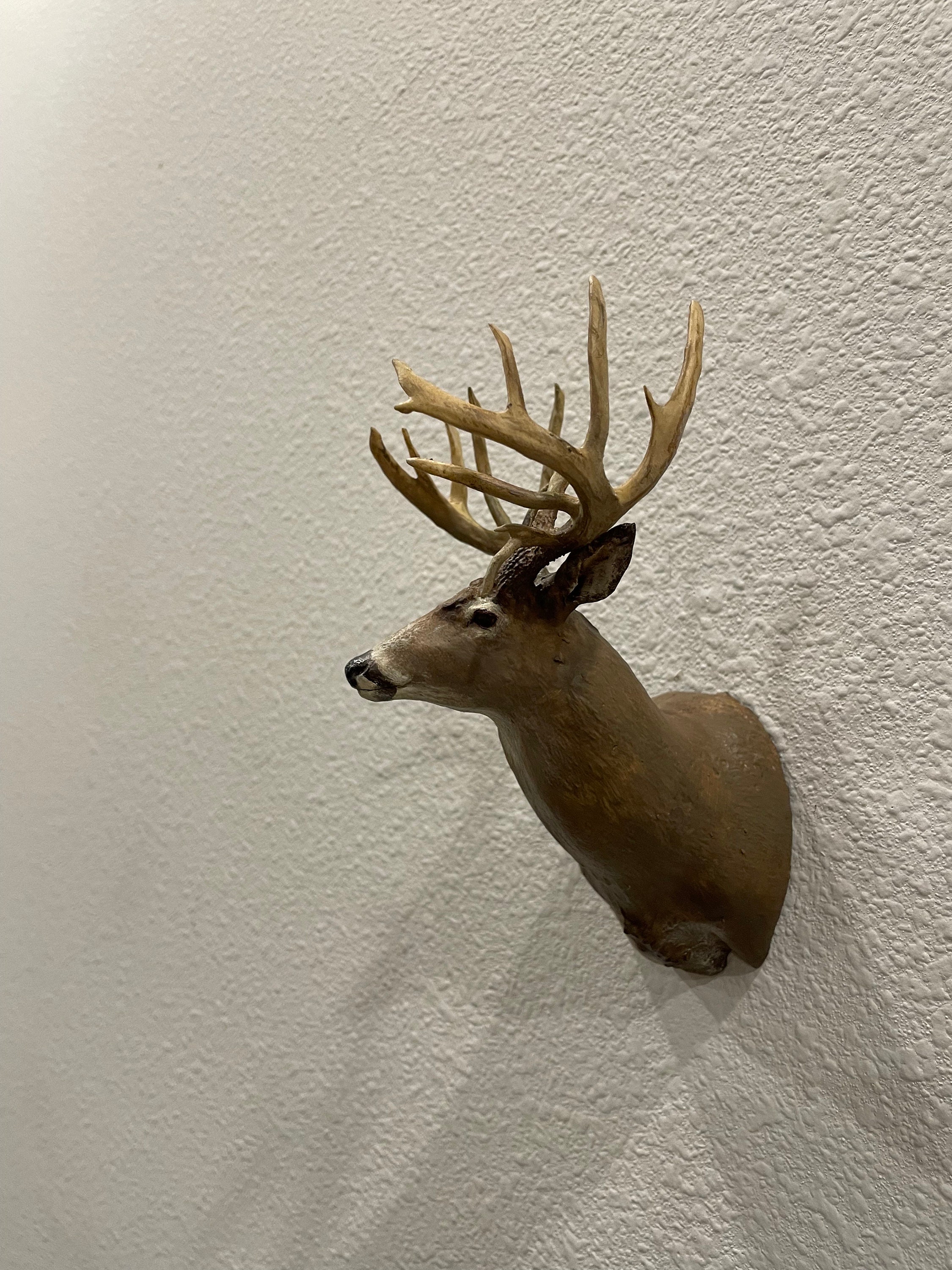 Miniature, Monarch Whitetail Buck Shoulder Mount - Etsy