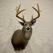 Mini Whitetail Buck Shoulder Mount #1 - Etsy