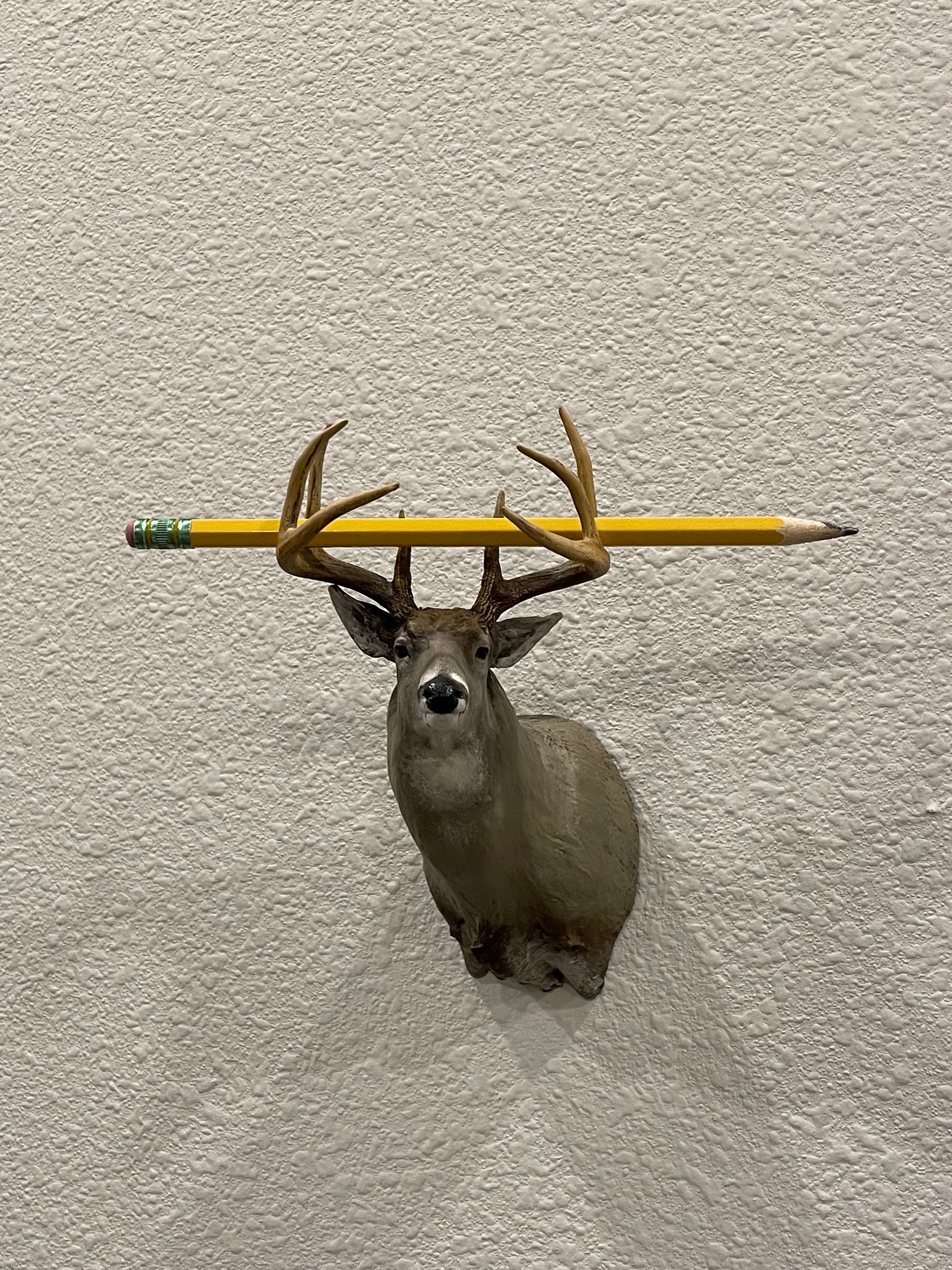 Miniature Stud 8 Point Whitetail Buck Shoulder Mount - Etsy