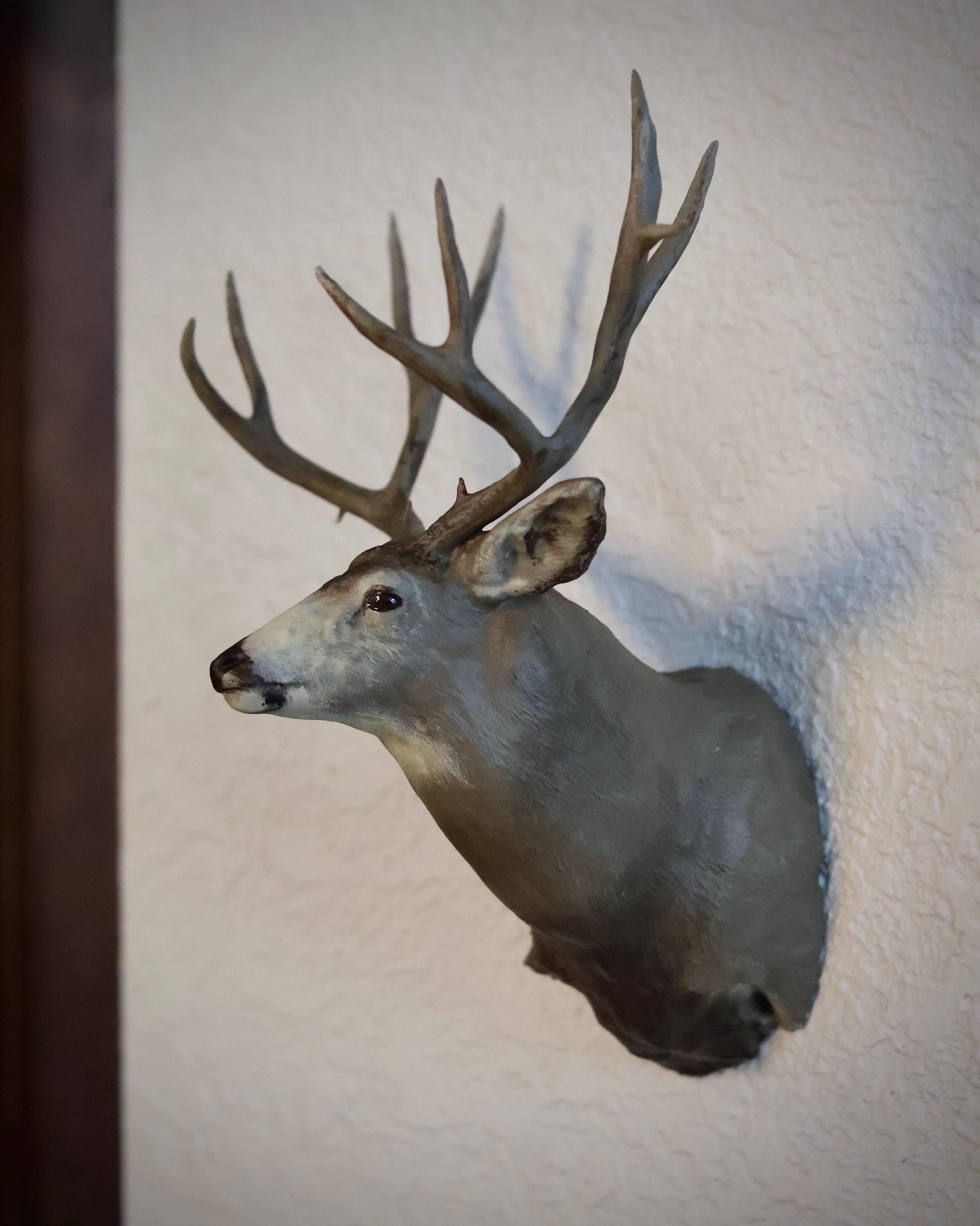 MONSTER Muley Buck Miniature Shoulder Mount - Etsy