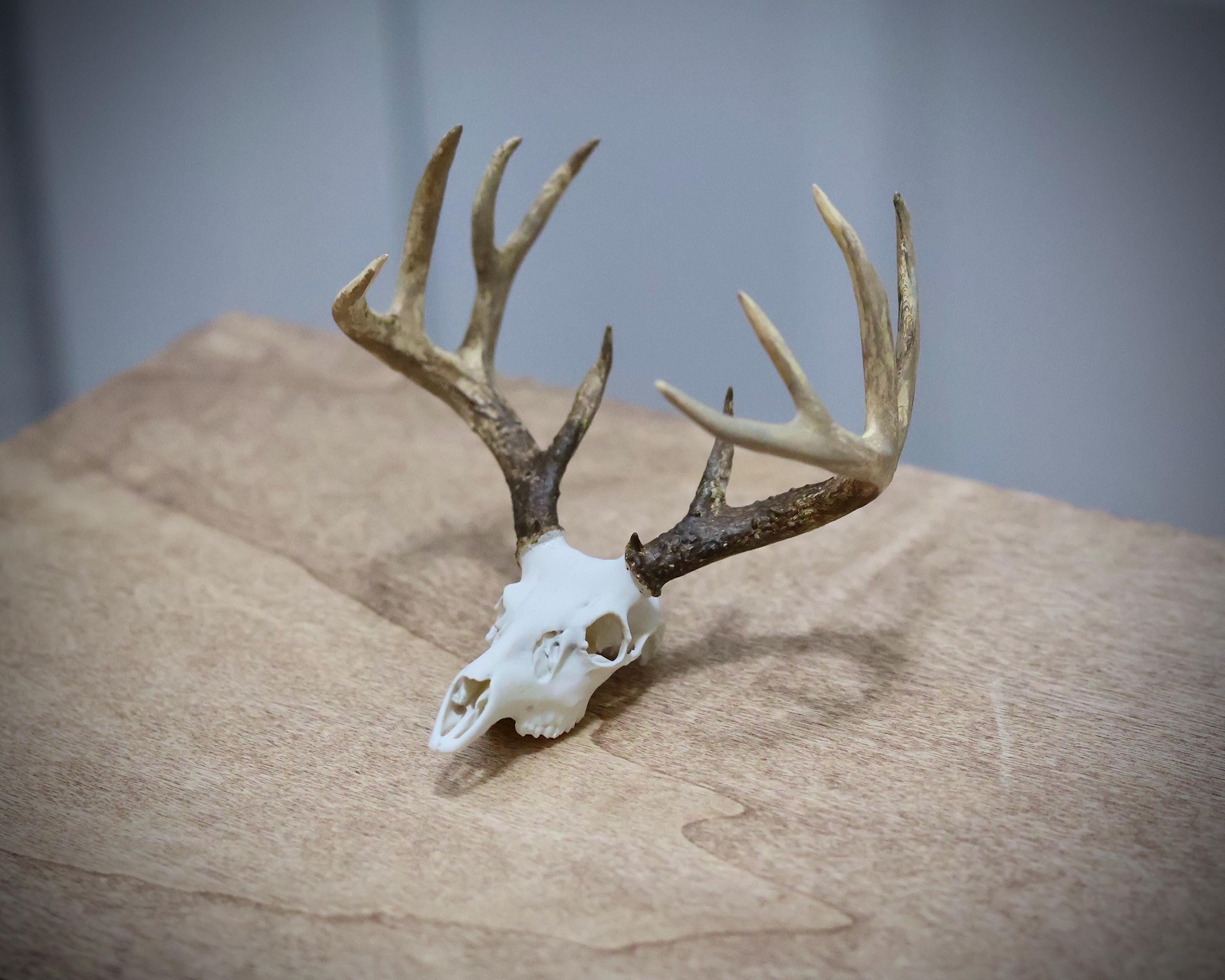 Miniature Typical Whitetail Dream Buck Skull - Etsy