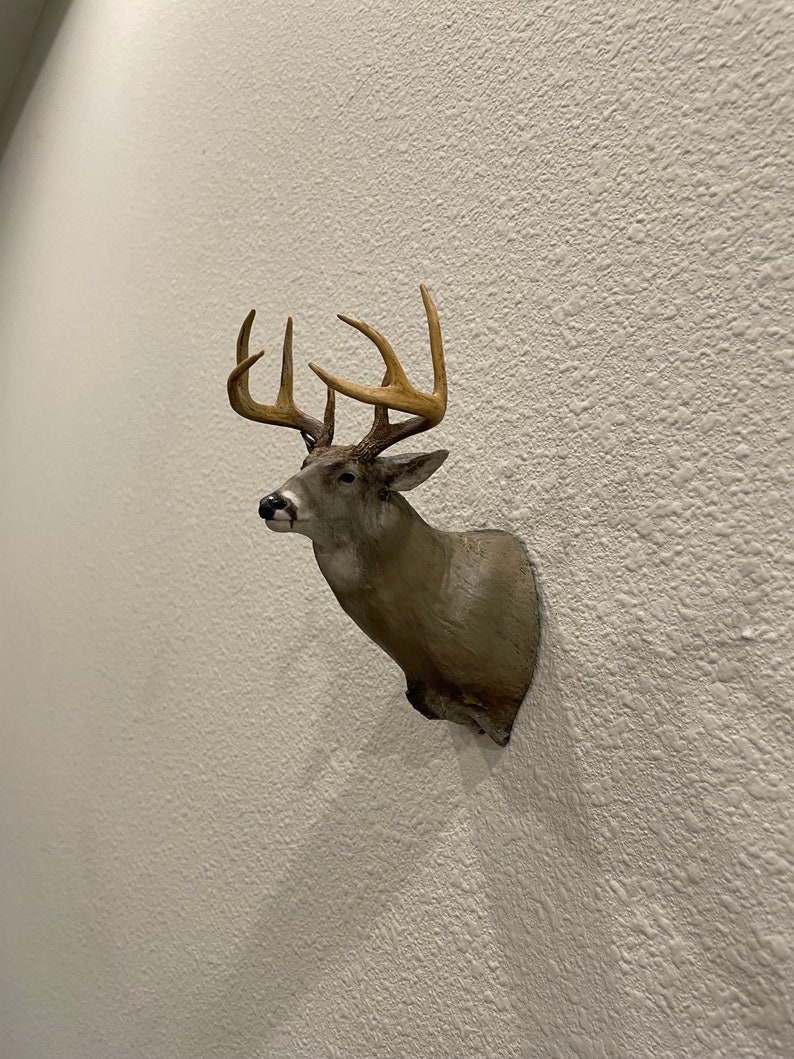 Miniature Stud 8 Point Whitetail Buck Shoulder Mount - Etsy