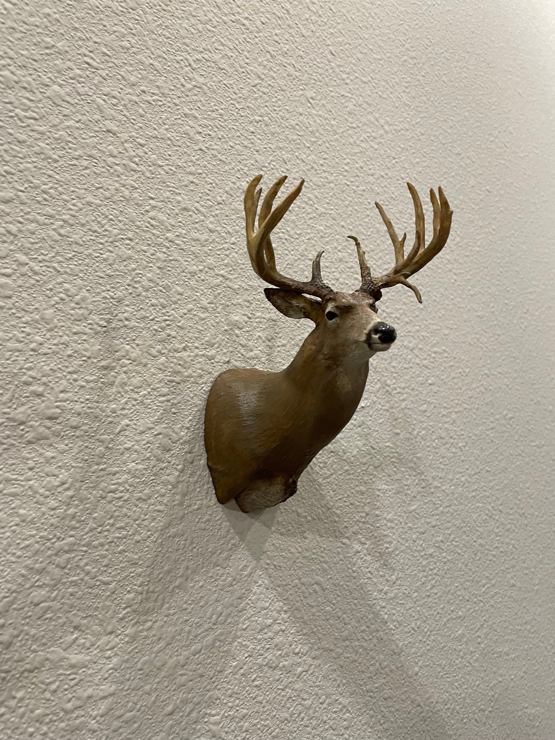 Miniature, Monarch Whitetail Buck Shoulder Mount - Etsy