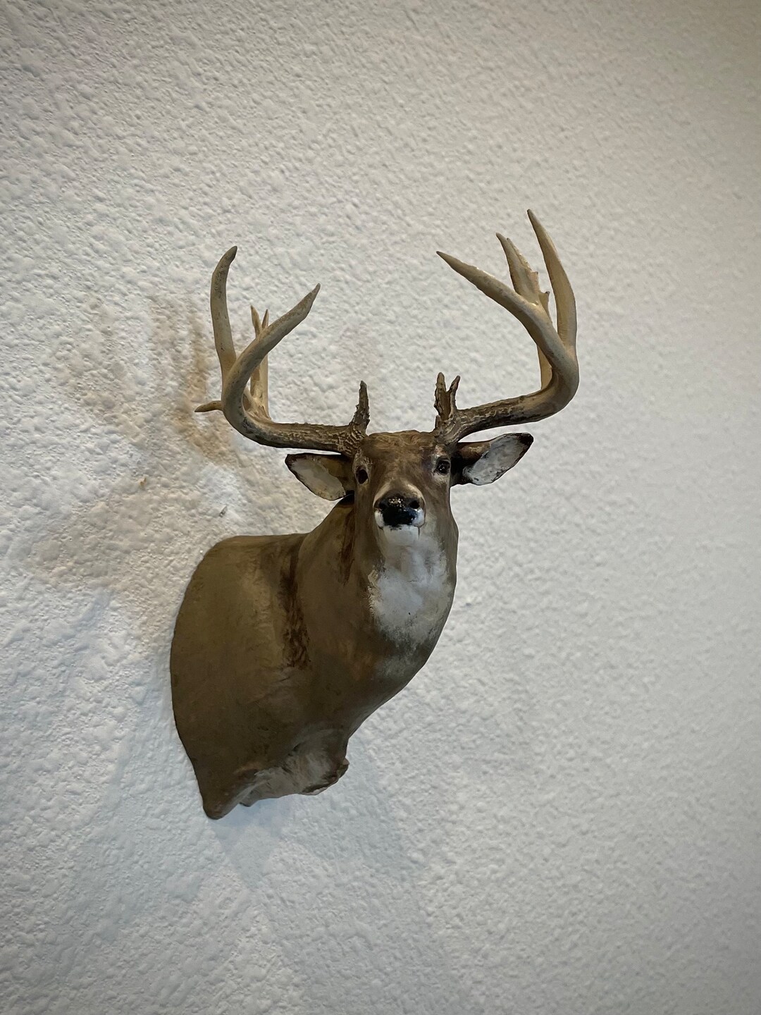 Miniature GIANT 14 Point Whitetail Buck Shoulder Mount - Etsy