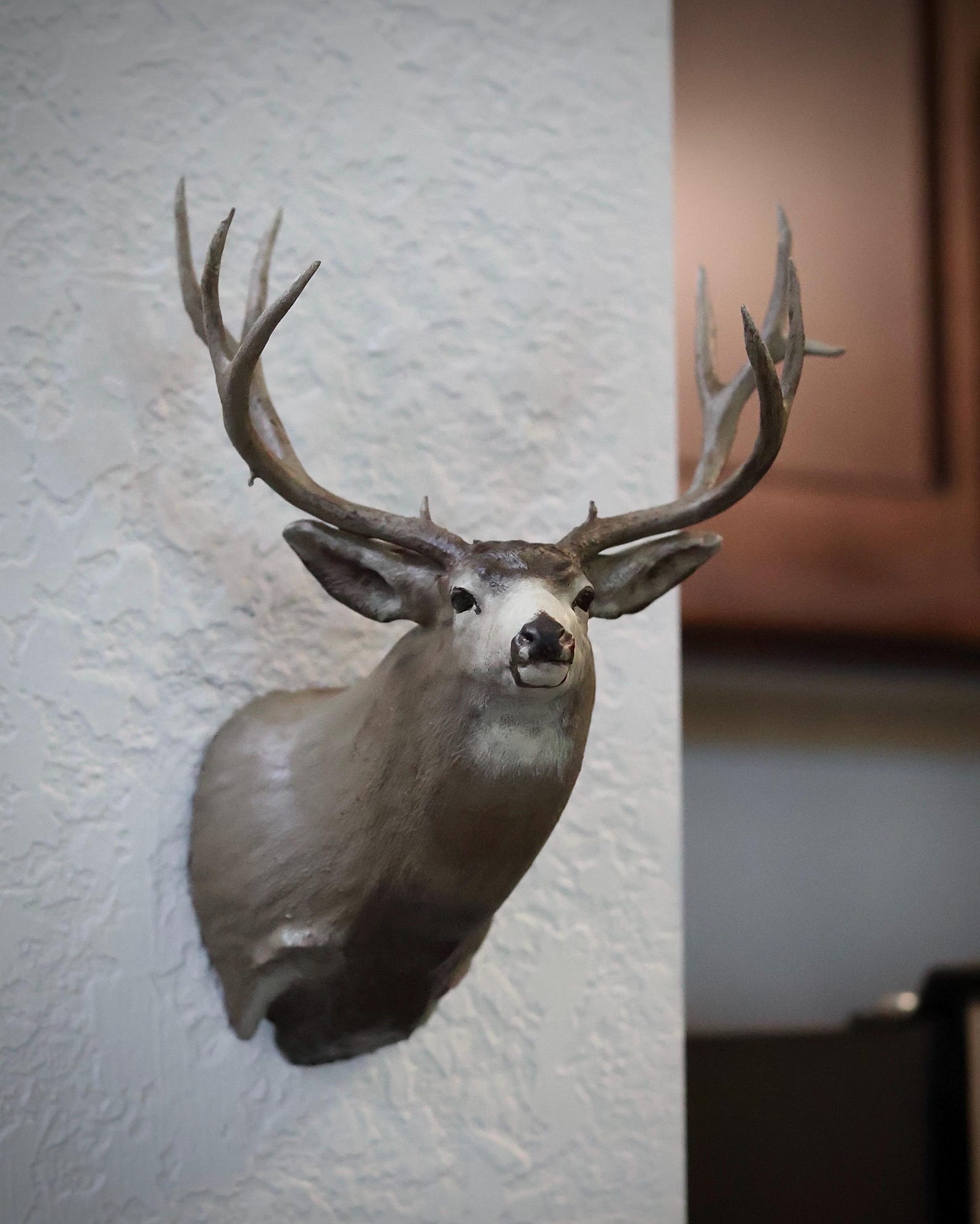 MONSTER Muley Buck Miniature Shoulder Mount - Etsy