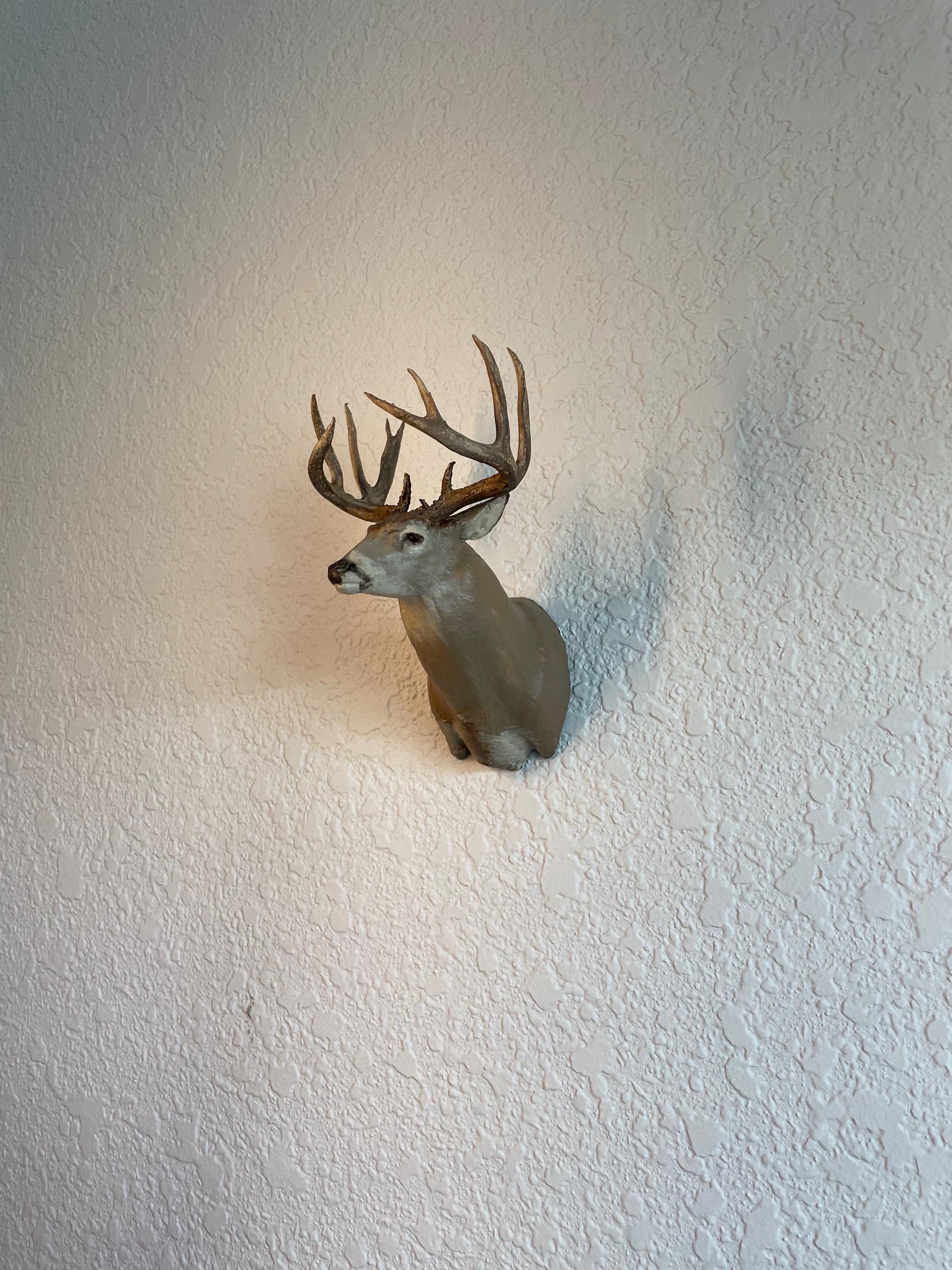 Miniature GIANT 14 Point Whitetail Buck Shoulder Mount - Etsy