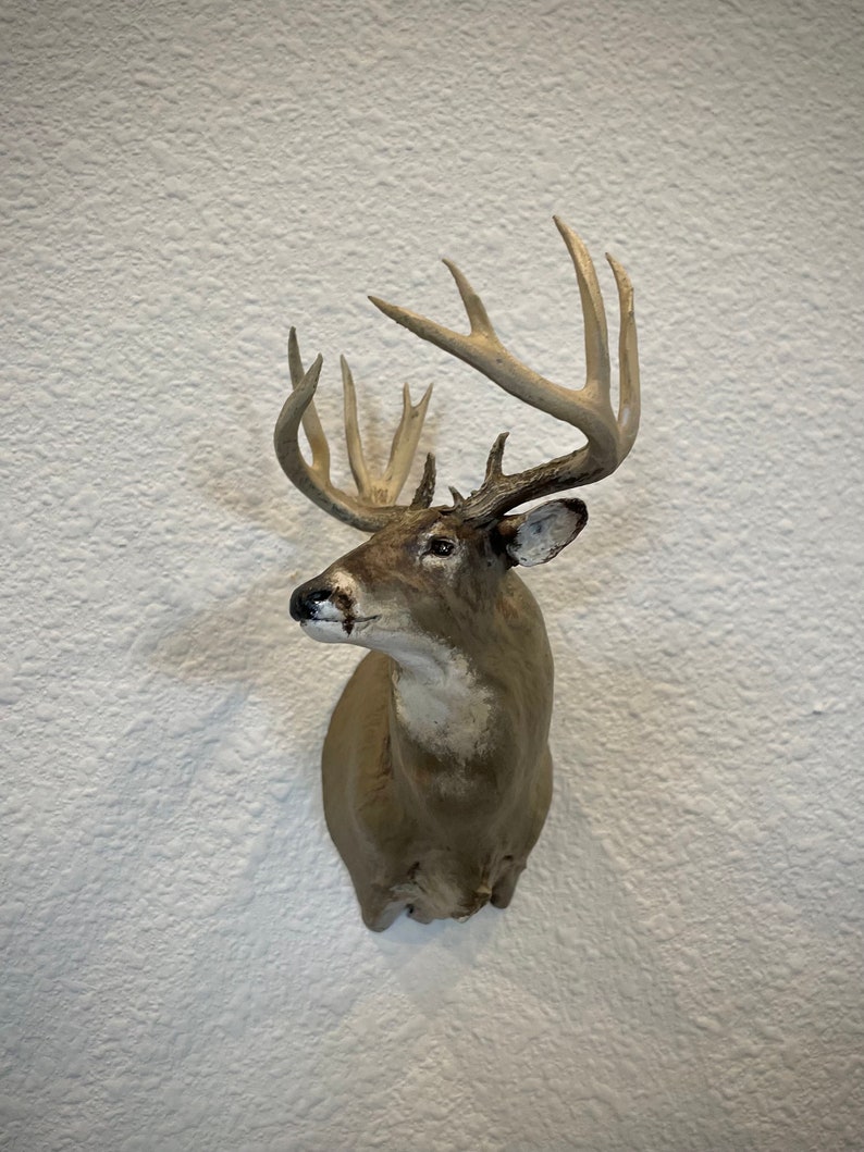 Miniature GIANT 14 Point Whitetail Buck Shoulder Mount - Etsy