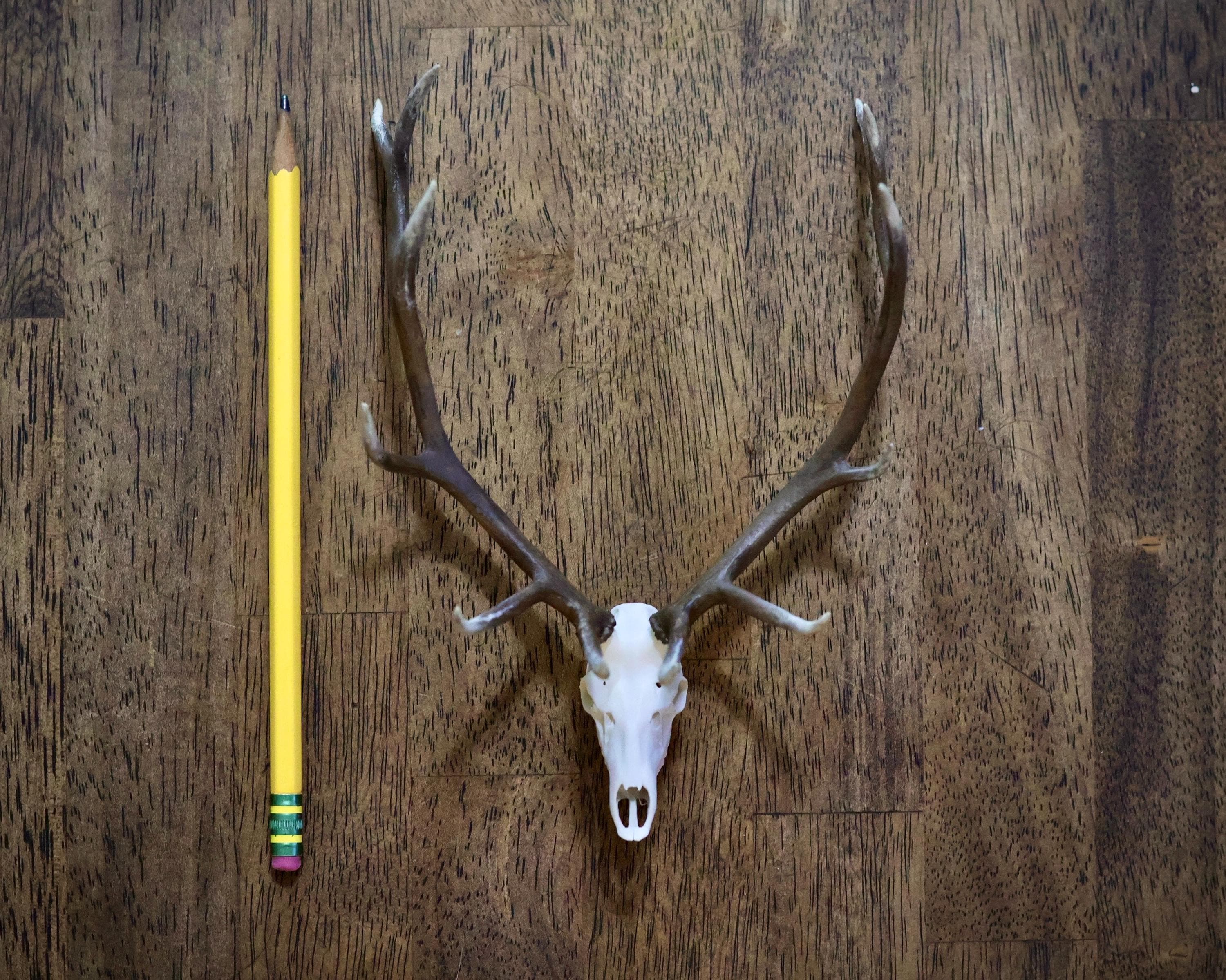 Miniature and Highly Realistic GIANT Bull Elk Skull - Etsy