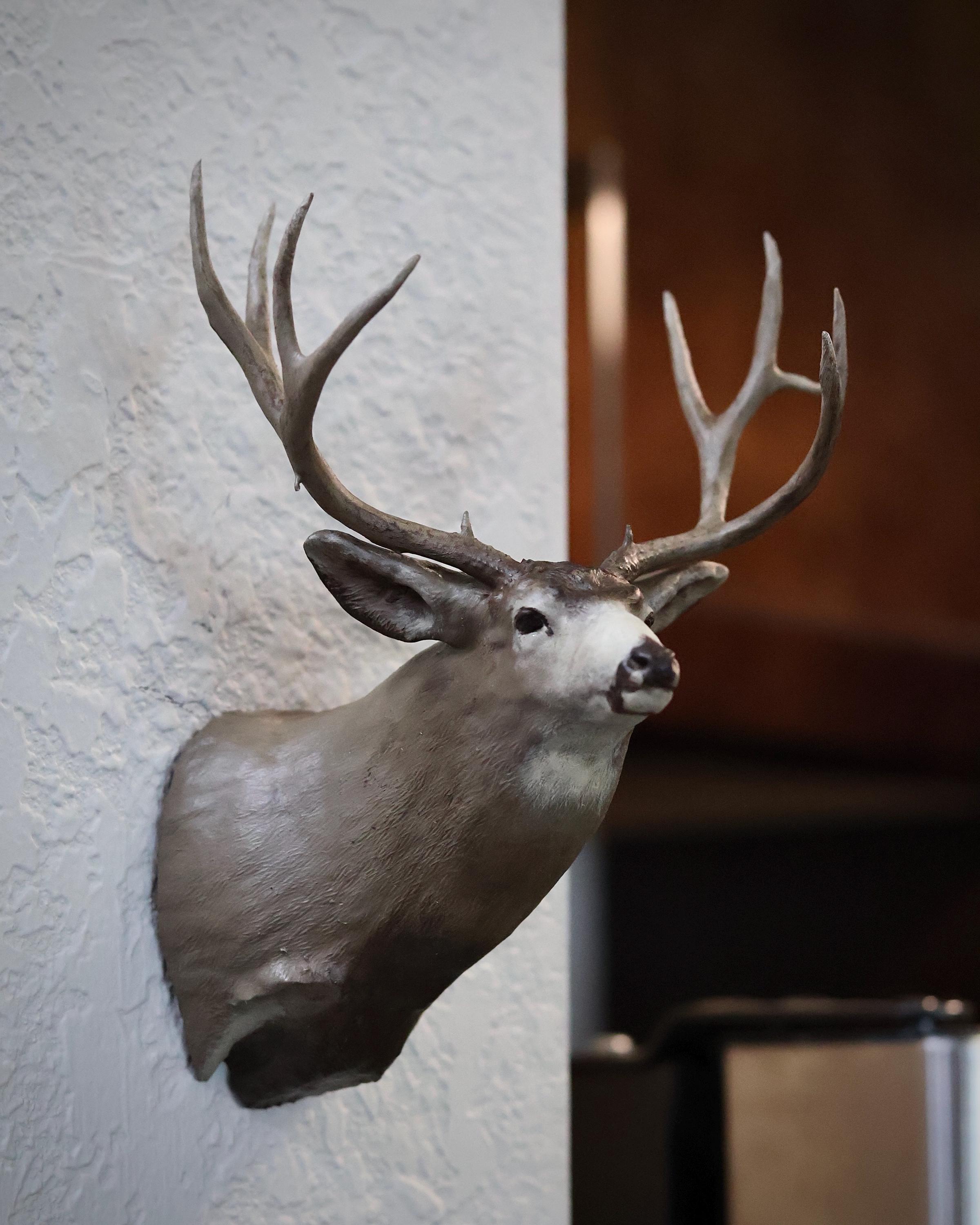 MONSTER Muley Buck Miniature Shoulder Mount - Etsy