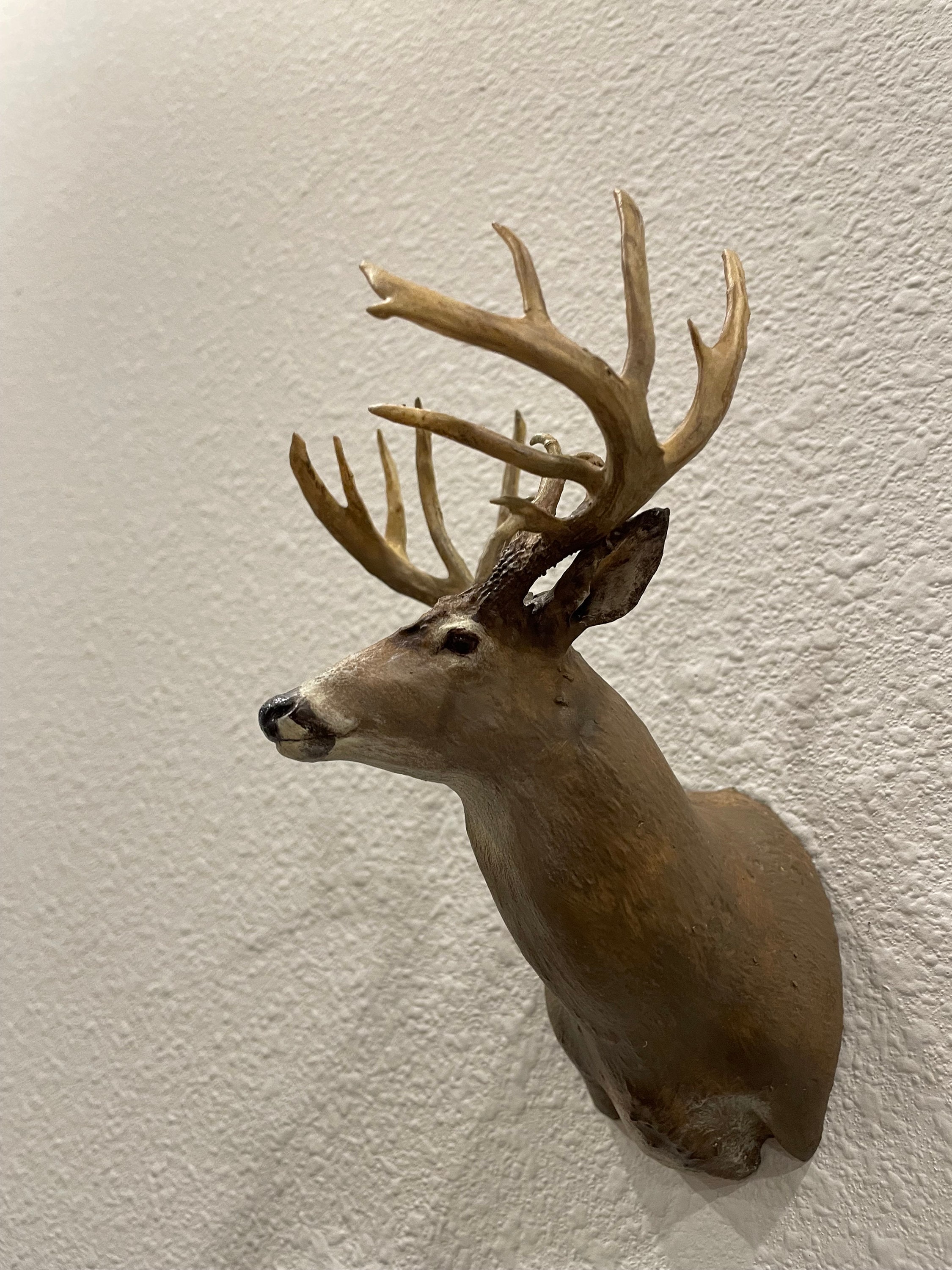 Miniature, Monarch Whitetail Buck Shoulder Mount - Etsy