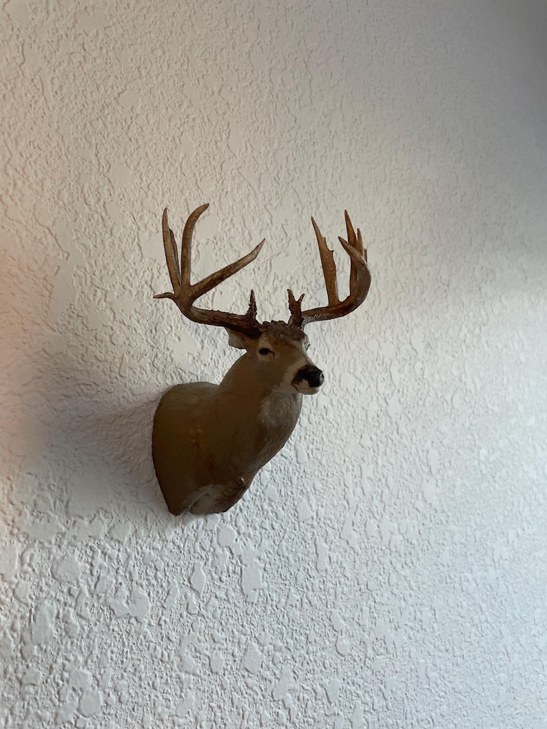 Miniature GIANT 14 Point Whitetail Buck Shoulder Mount - Etsy