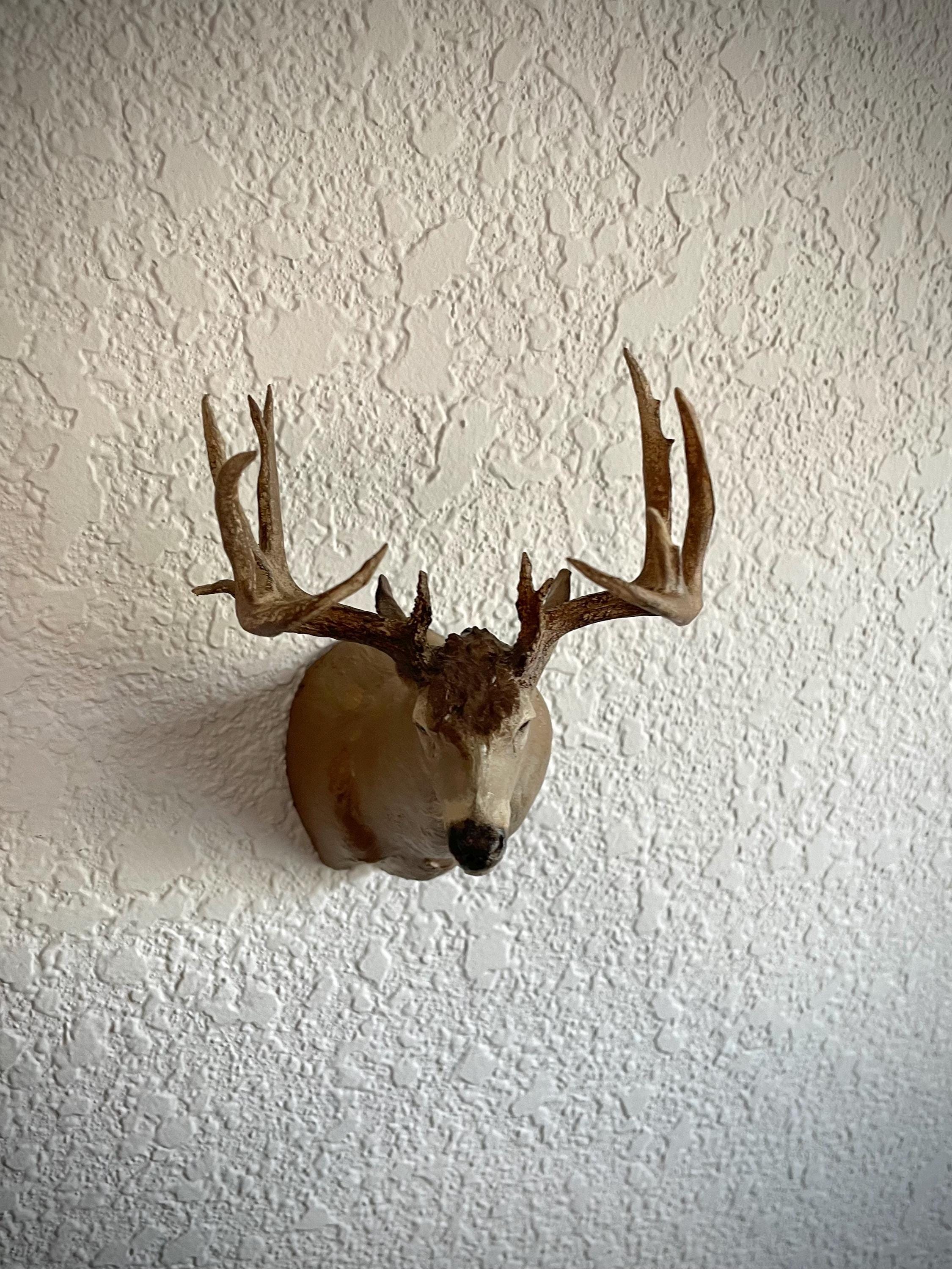 Miniature GIANT 14 Point Whitetail Buck Shoulder Mount - Etsy