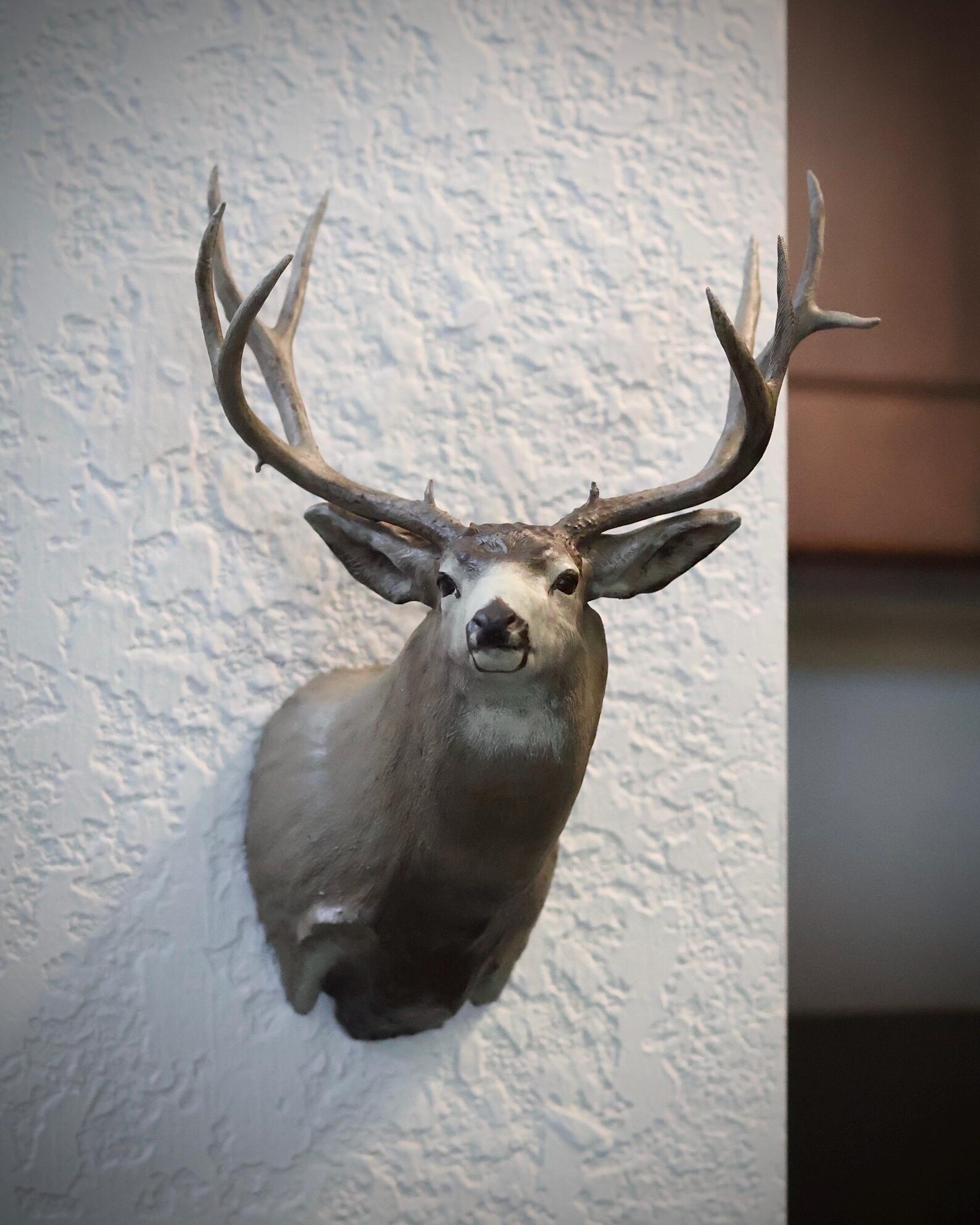 MONSTER Muley Buck Miniature Shoulder Mount - Etsy