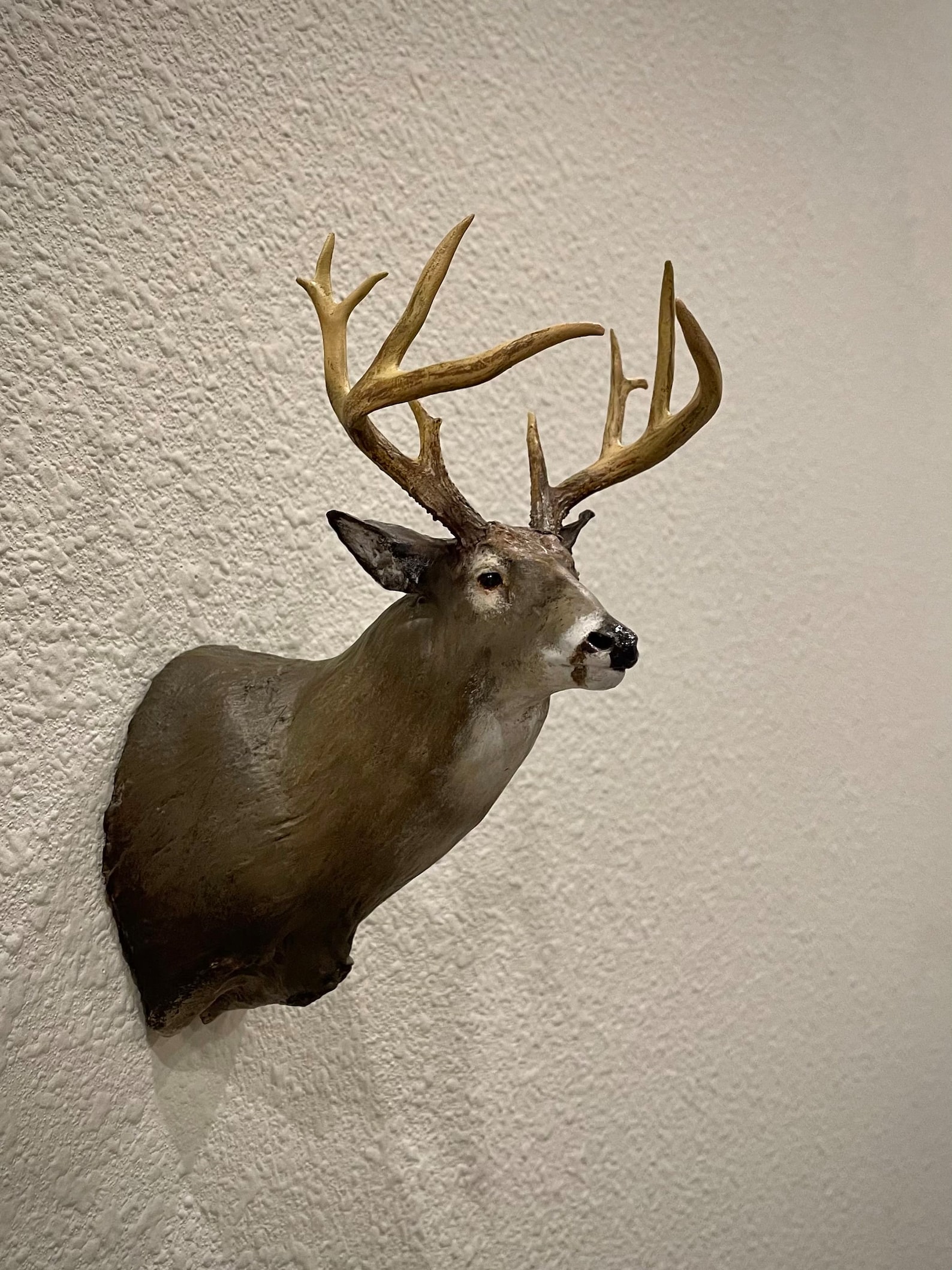 Mini Whitetail Buck Shoulder Mount #1 - Etsy