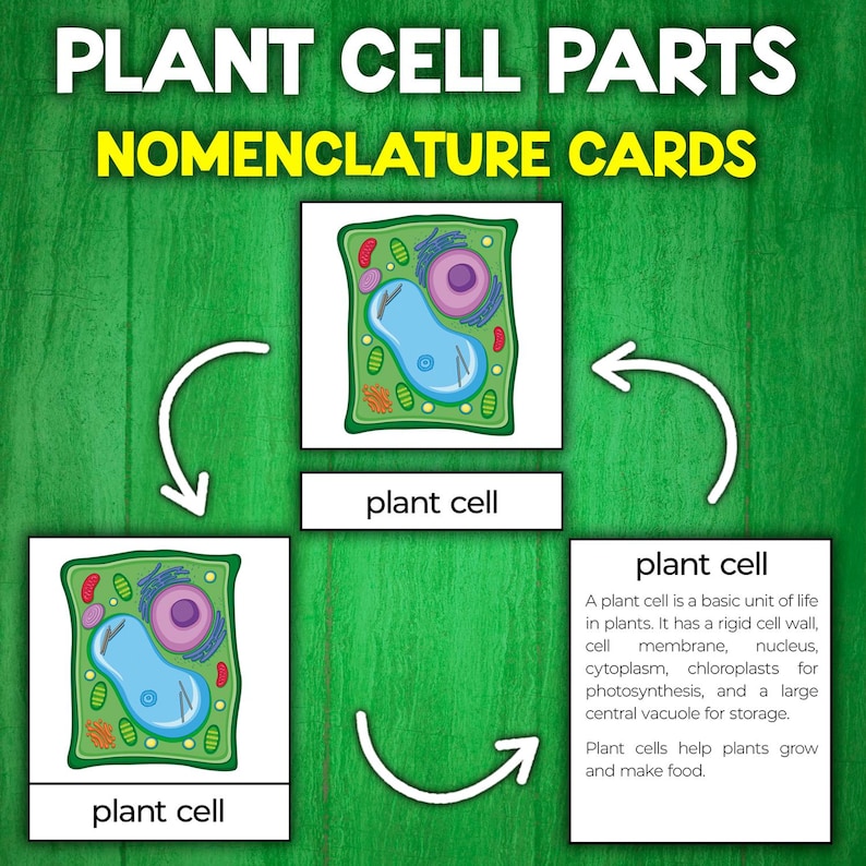 Plant Cell Parts | Montessori Nomenclature Cards | Flashcards | 3 Part ...