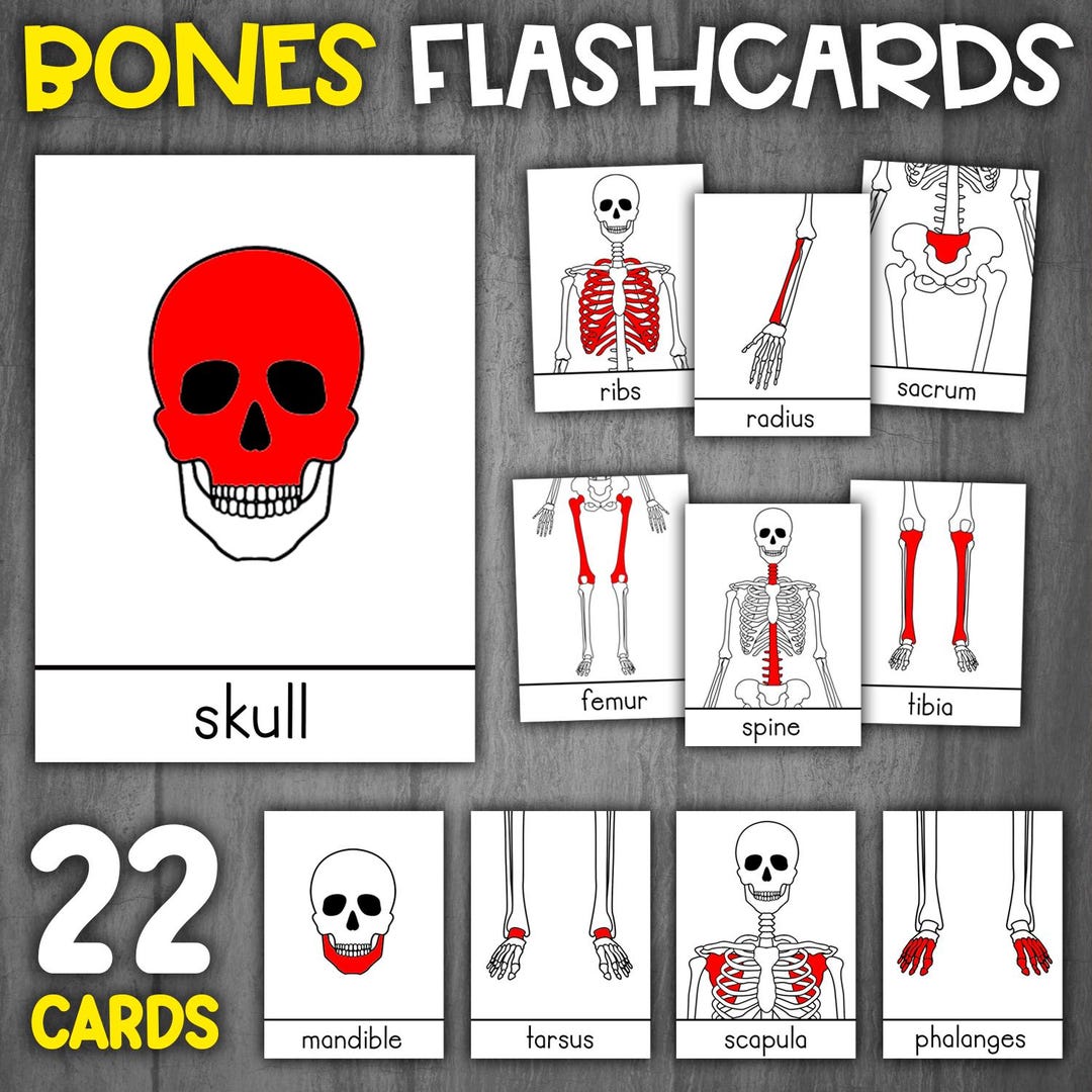 Human Bones Flashcards | Skeleton Flashcards | Human Anatomy Flashcards ...