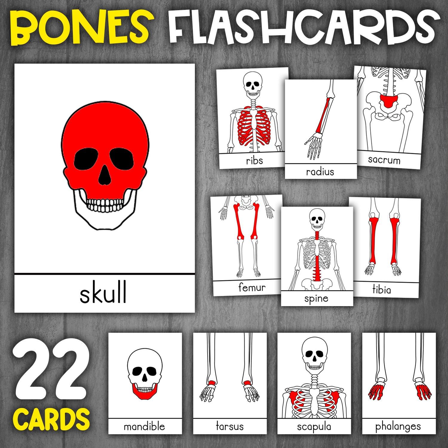 Human Bones Flashcards | Skeleton Flashcards | Human Anatomy Flashcards ...