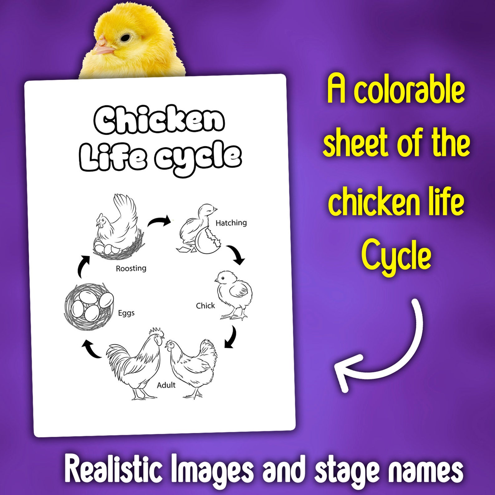 Chicken Life Cycle Coloring Pages | Life Cycle of the Chicken Activity ...