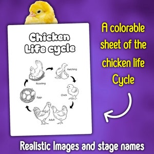 Chicken Life Cycle Coloring Pages | Life Cycle of the Chicken Activity ...