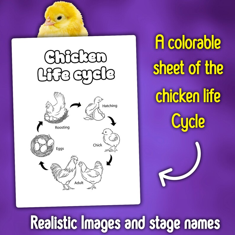 Chicken Life Cycle Coloring Pages | Life Cycle of the Chicken Activity ...