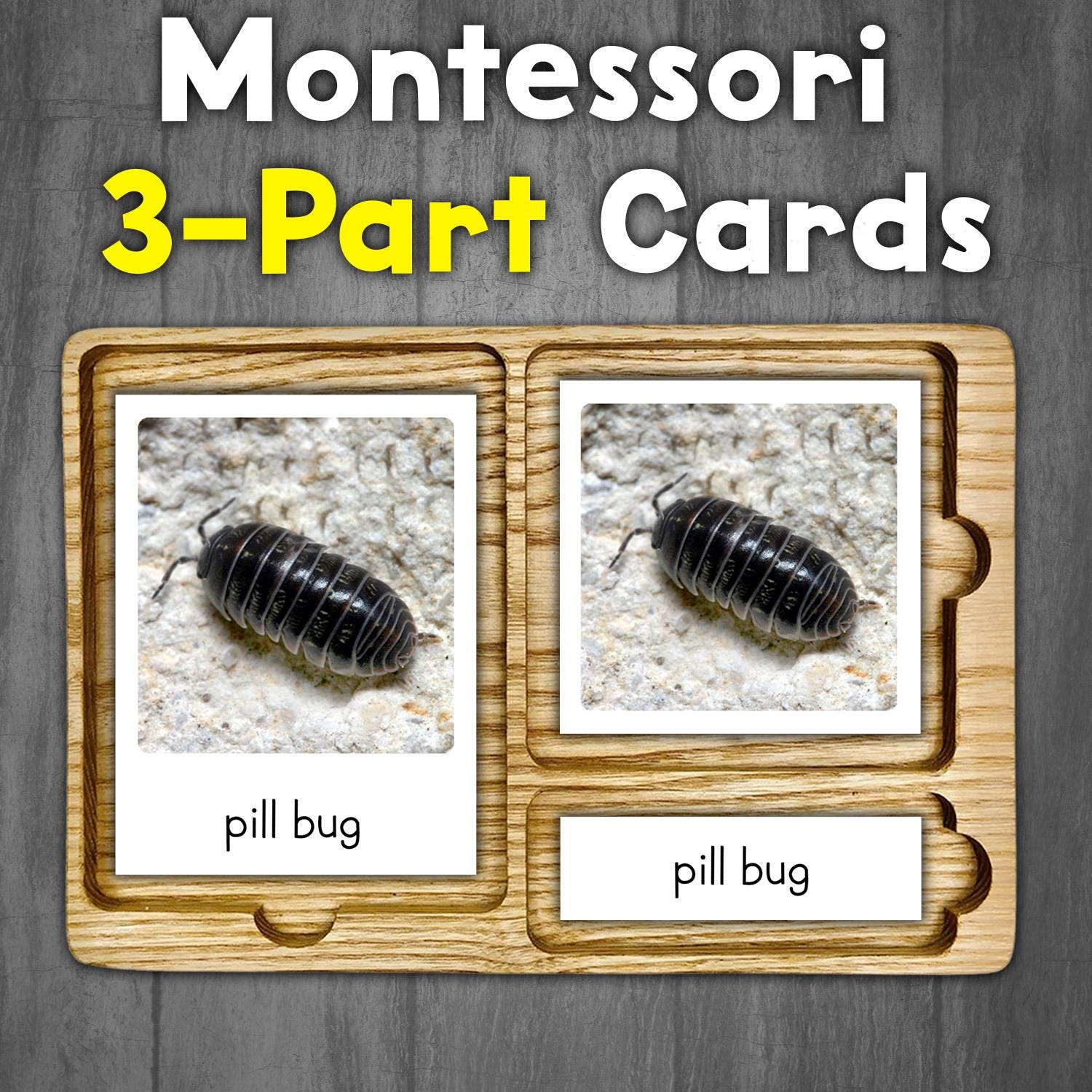Insects and Bugs Flashcards | Real Pictures | Montessori 3-part Cards ...